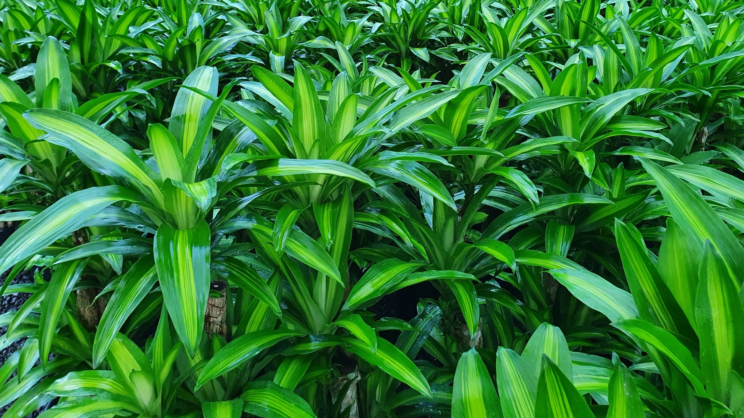 Plants — Daradgee Wholesale Nursery