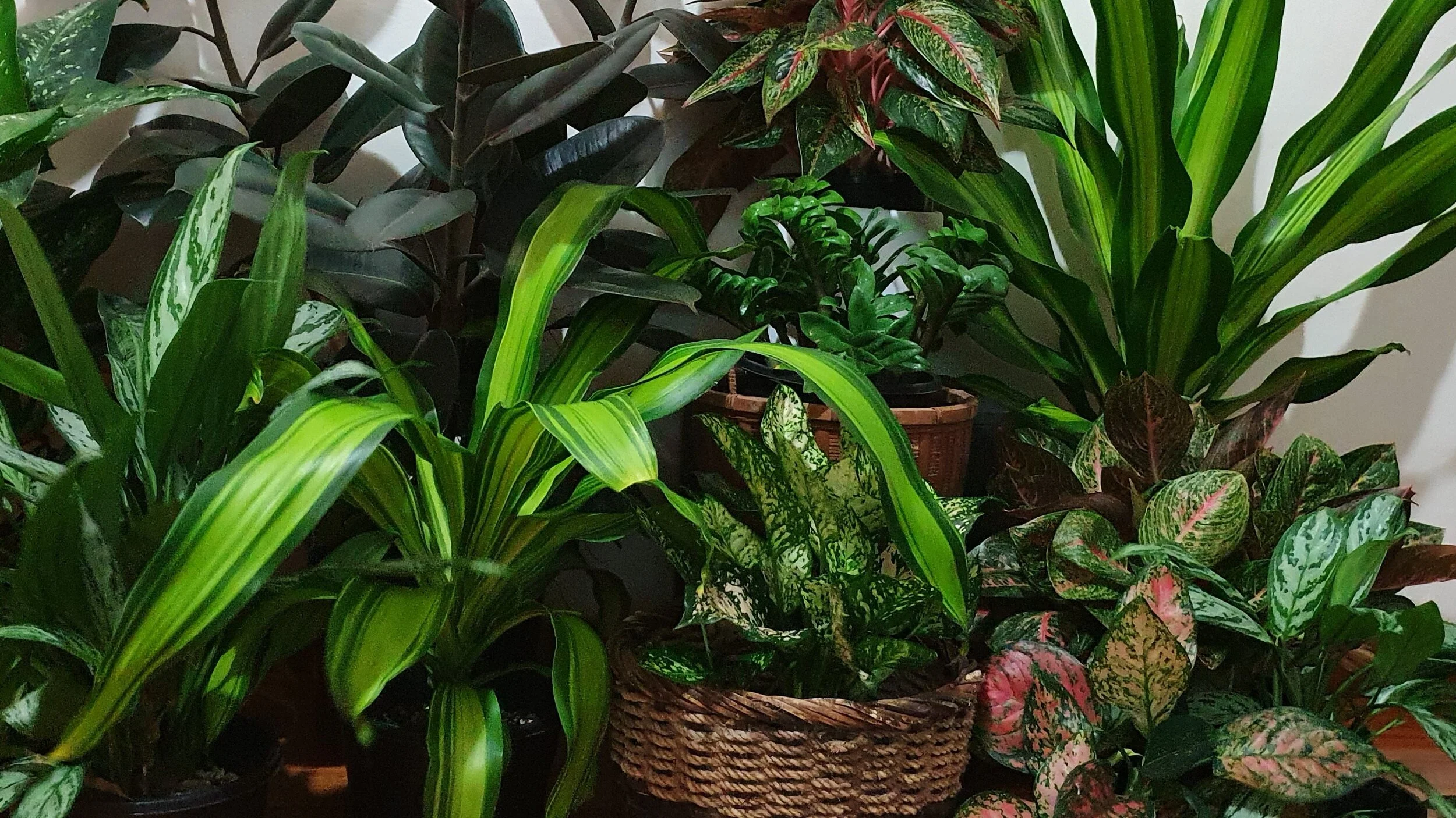 Daradgee Wholesale Nursery