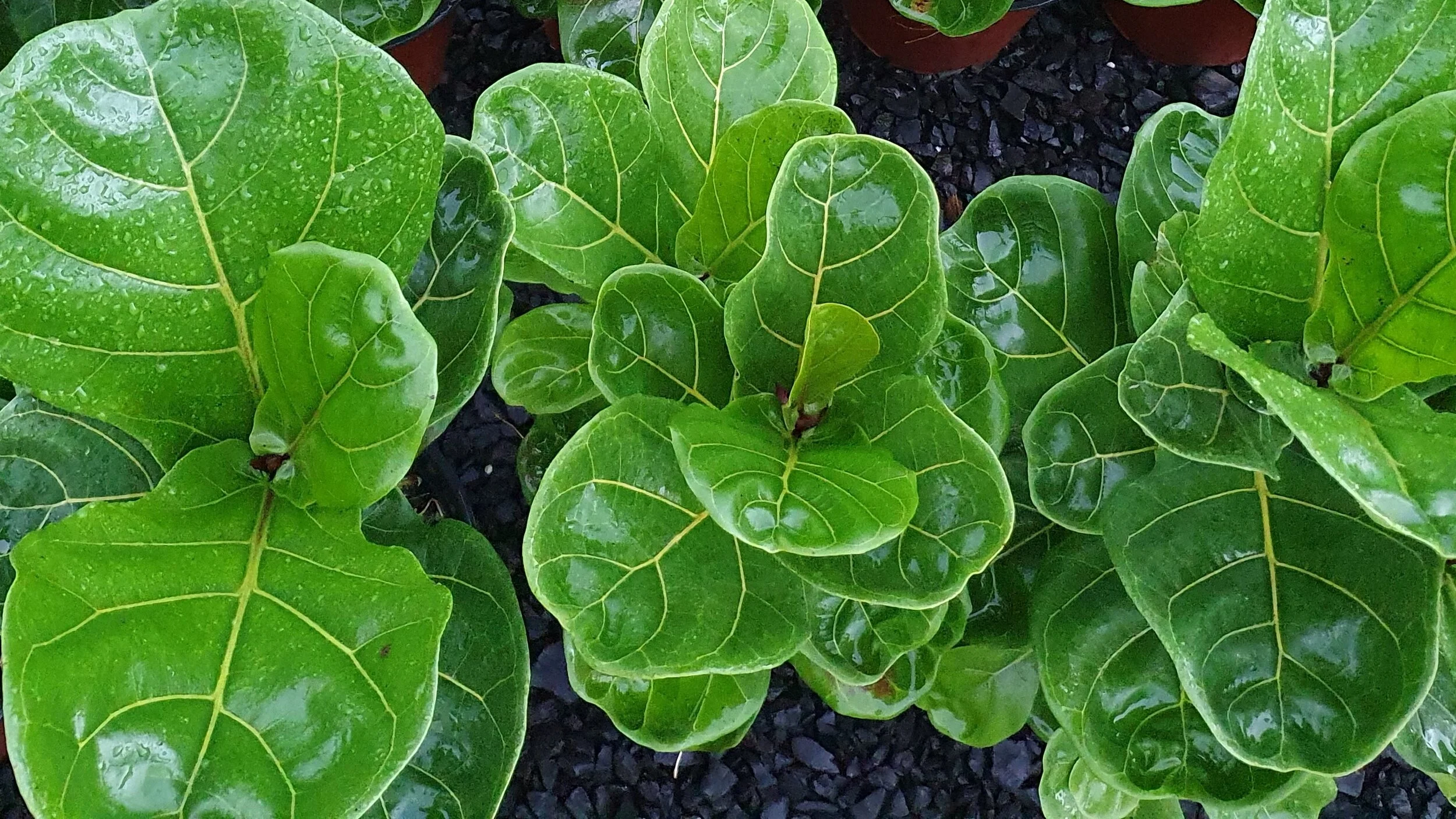 Daradgee Wholesale Nursery