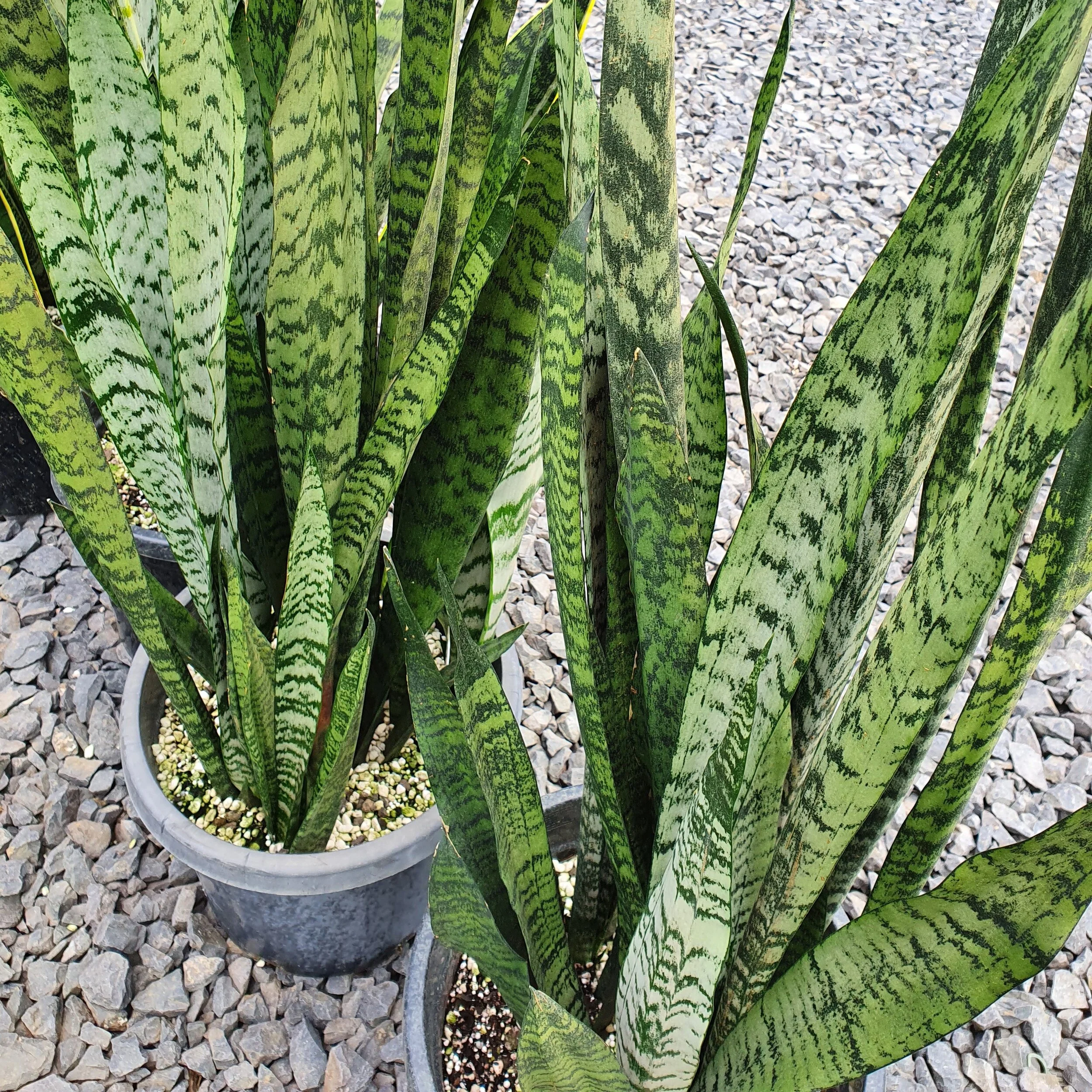 Sansevieria — Daradgee Wholesale Nursery