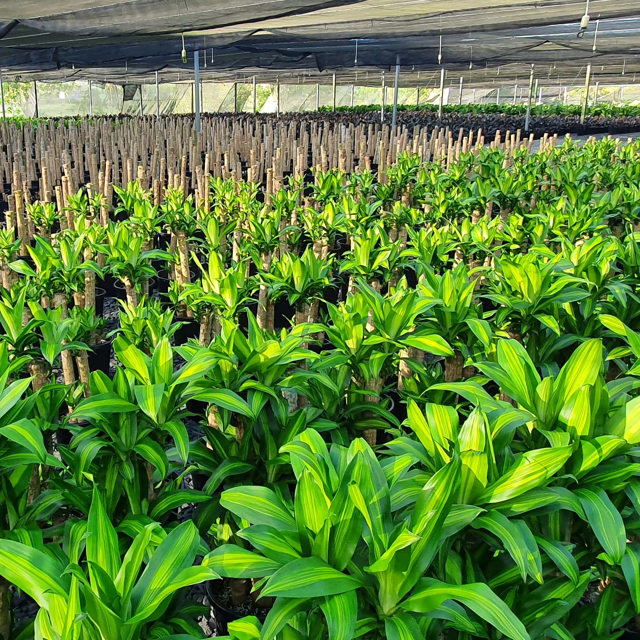 Gallery — Daradgee Wholesale Nursery