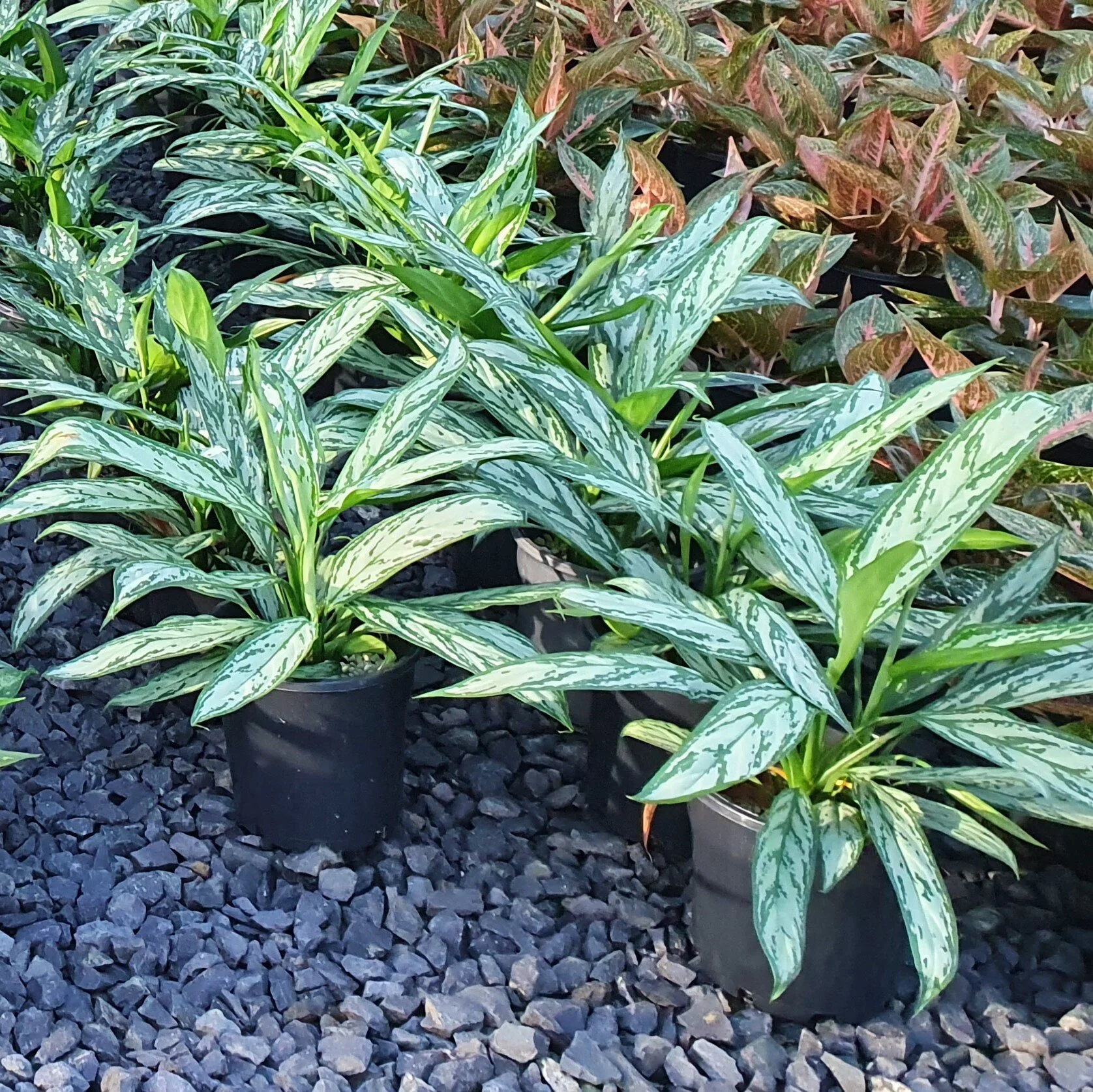 Aglaonema — Daradgee Wholesale Nursery
