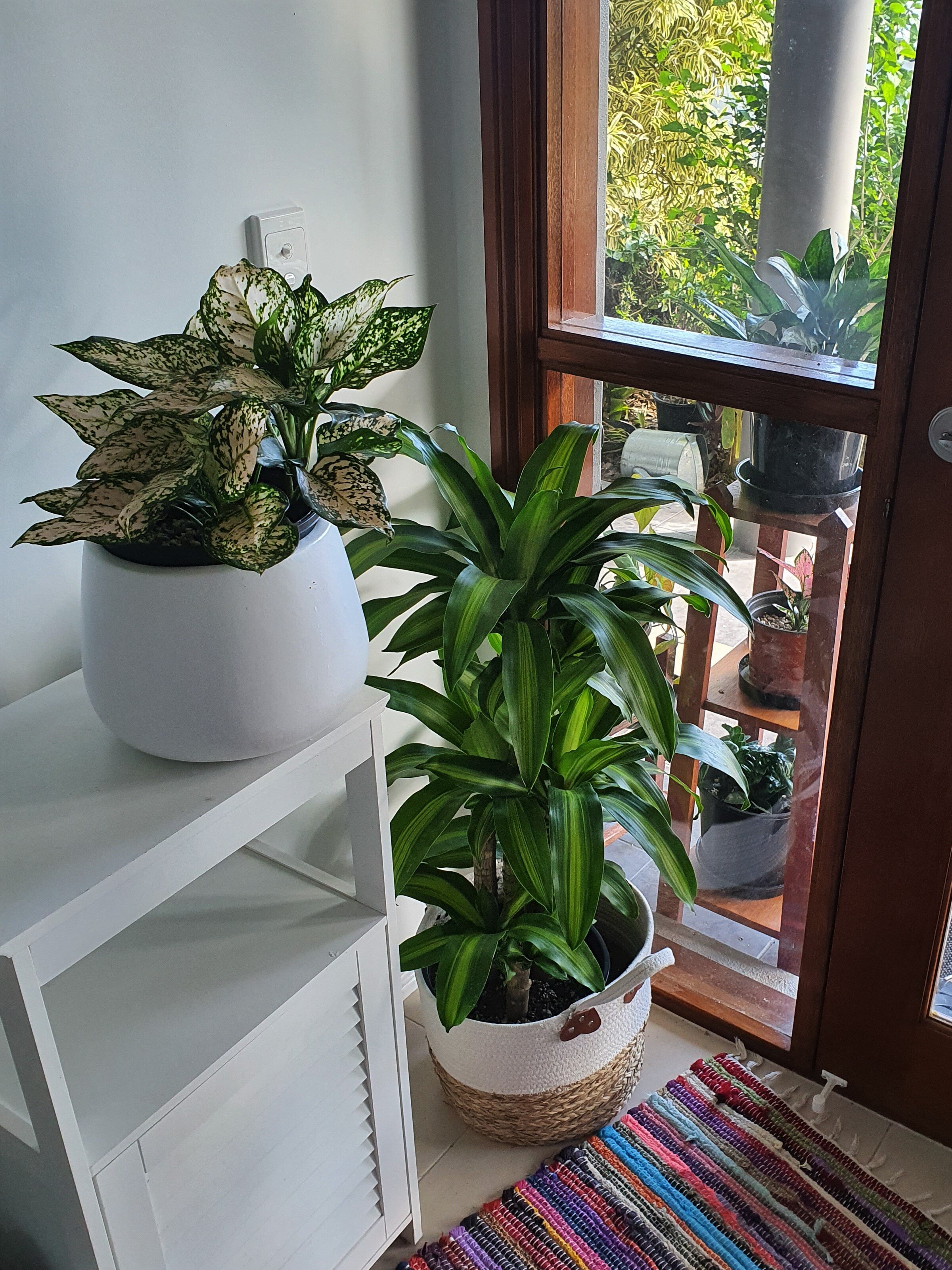 Gallery — Daradgee Wholesale Nursery