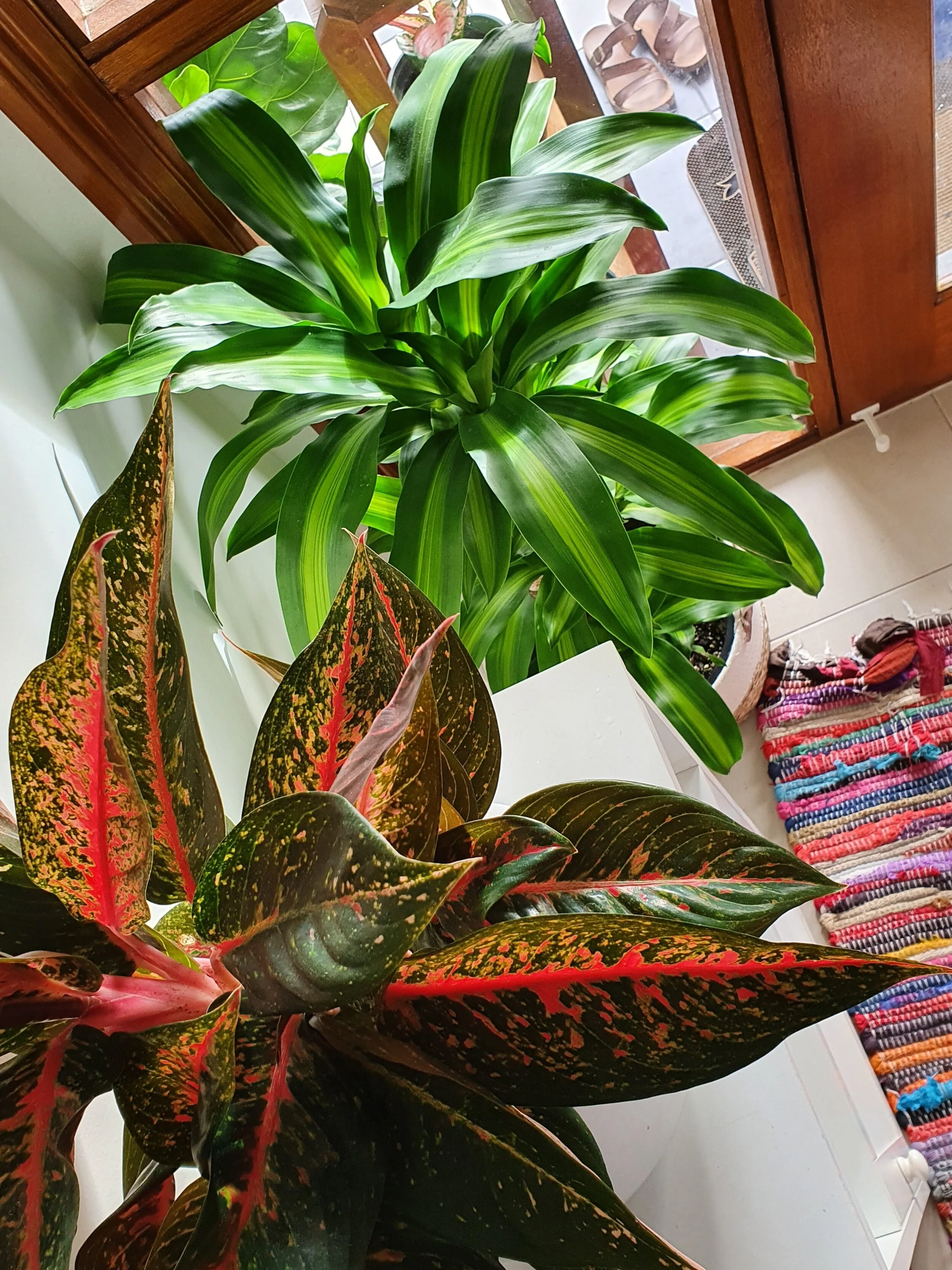 Gallery — Daradgee Wholesale Nursery