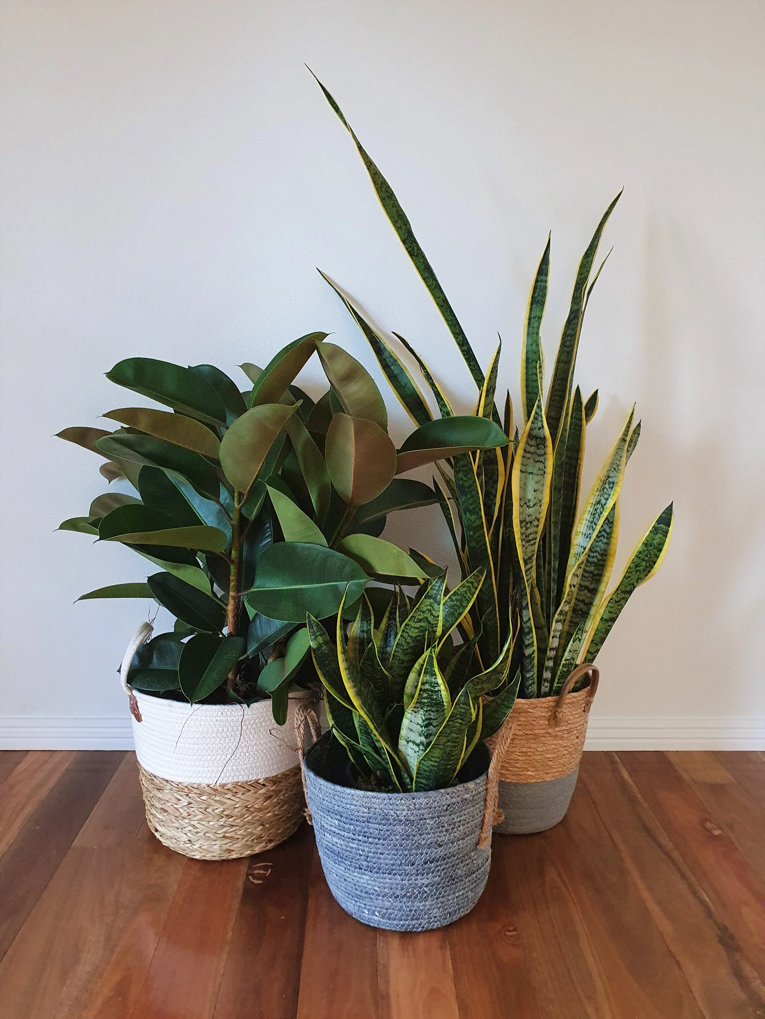 Gallery — Daradgee Wholesale Nursery