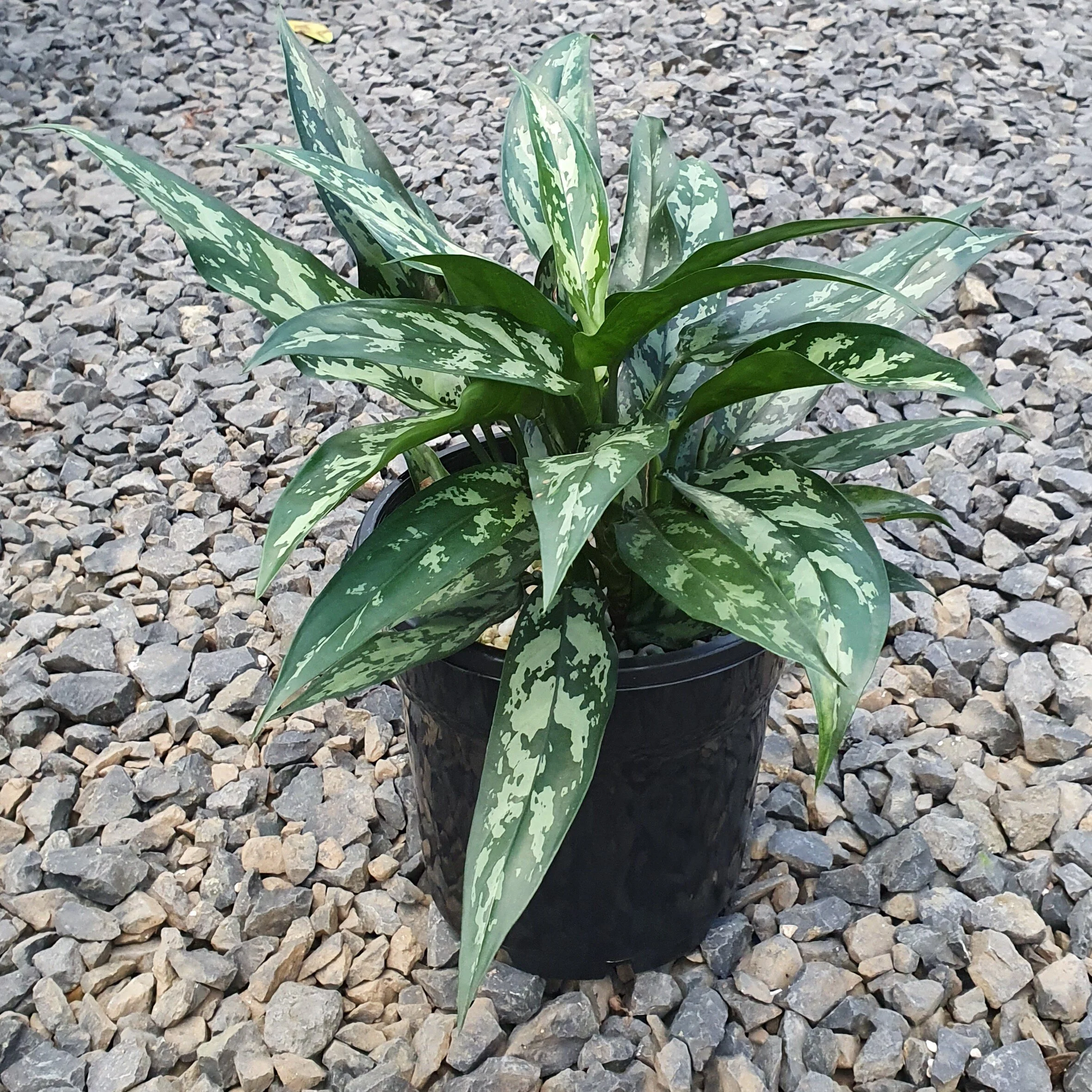 Aglaonema — Daradgee Wholesale Nursery