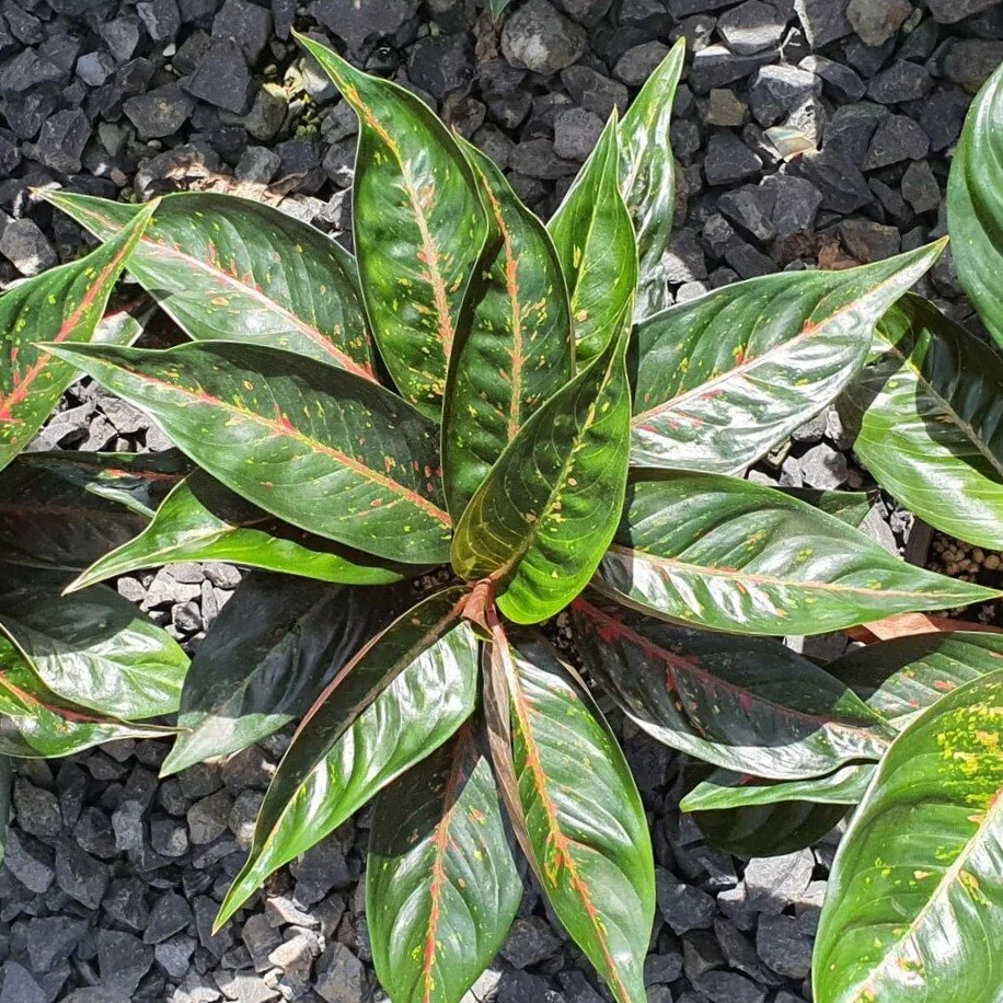 Aglaonema — Daradgee Wholesale Nursery