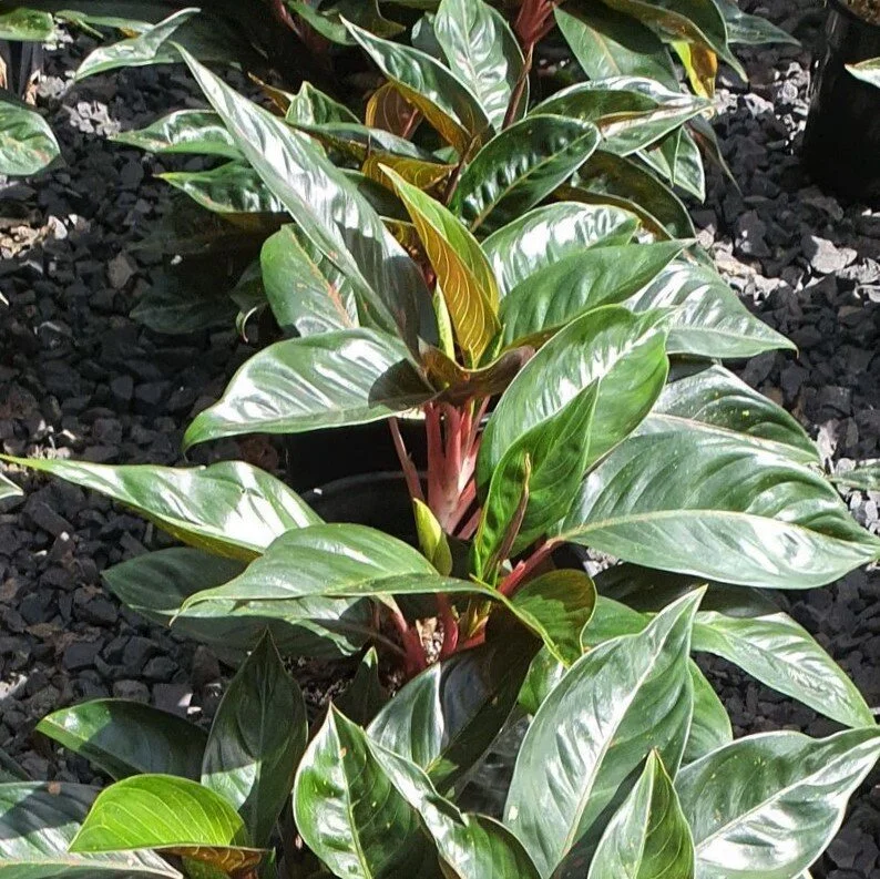 Aglaonema — Daradgee Wholesale Nursery