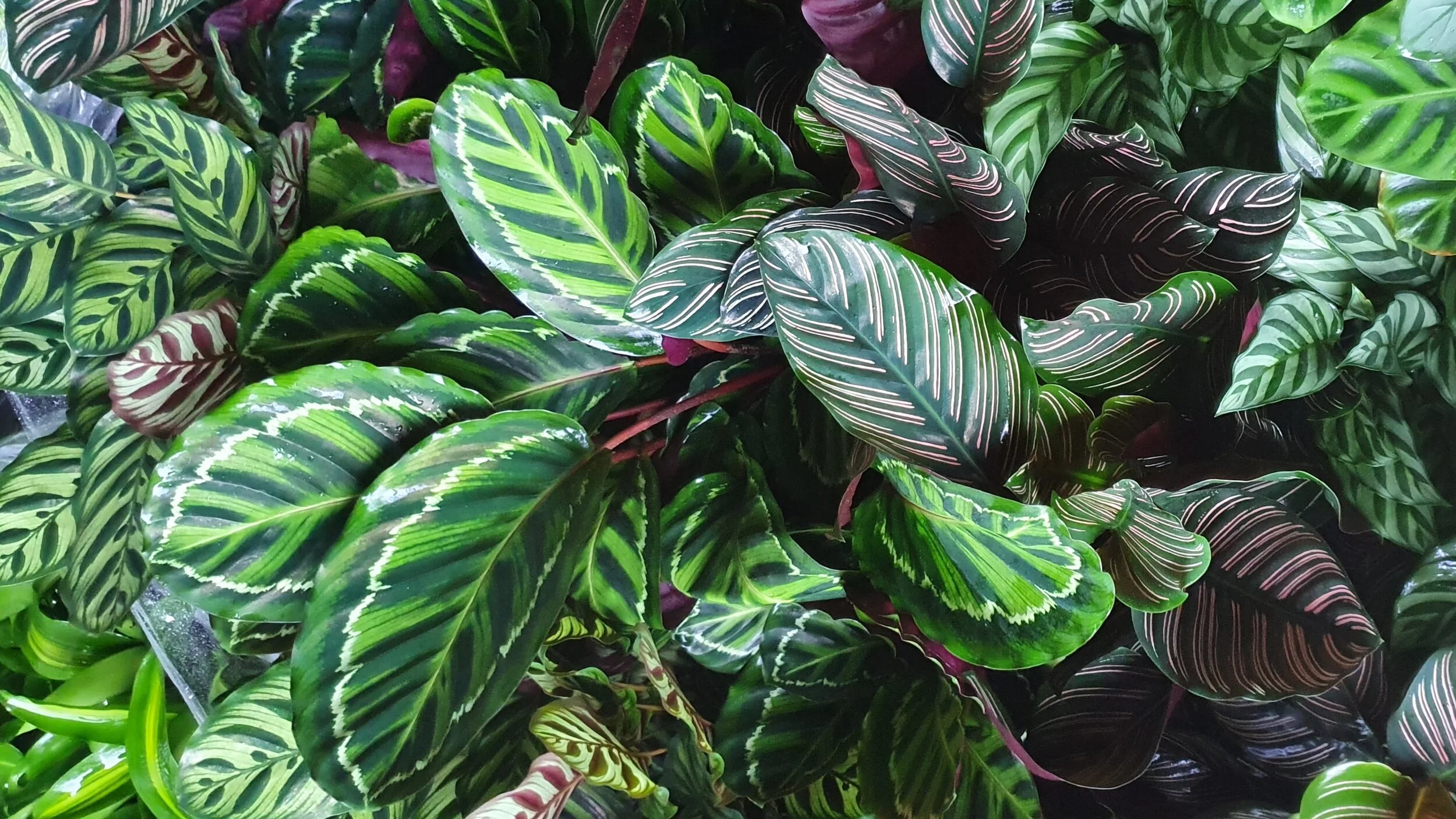 Calathea — Daradgee Wholesale Nursery