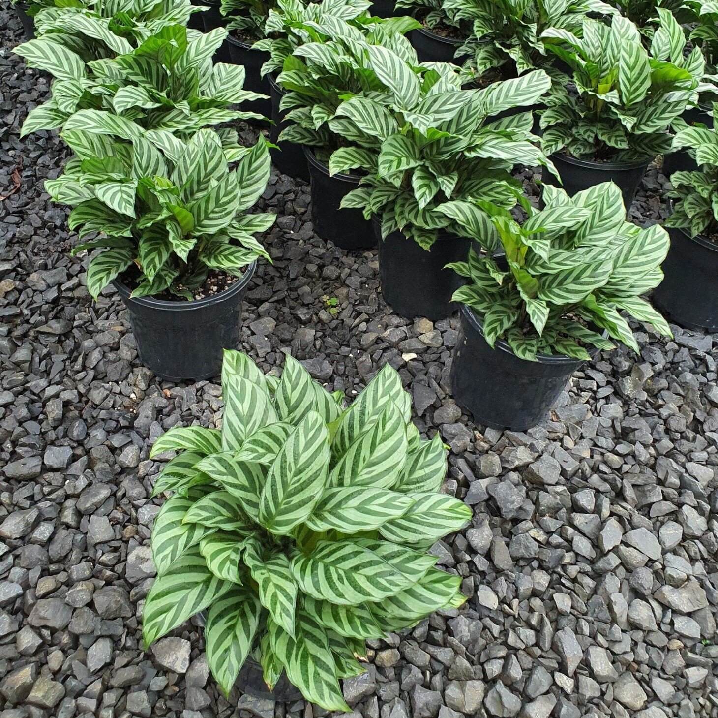 Calathea — Daradgee Wholesale Nursery