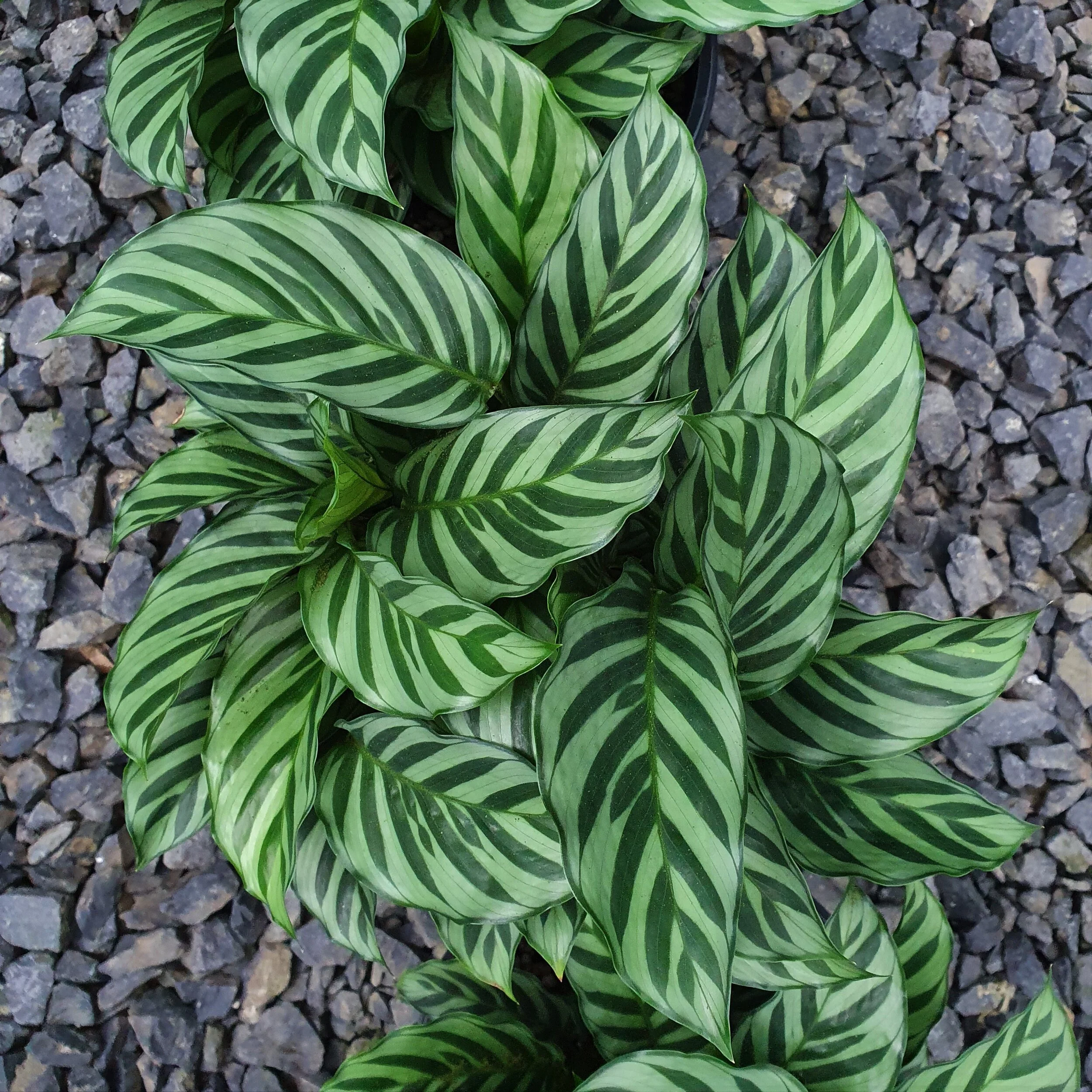 Calathea — Daradgee Wholesale Nursery