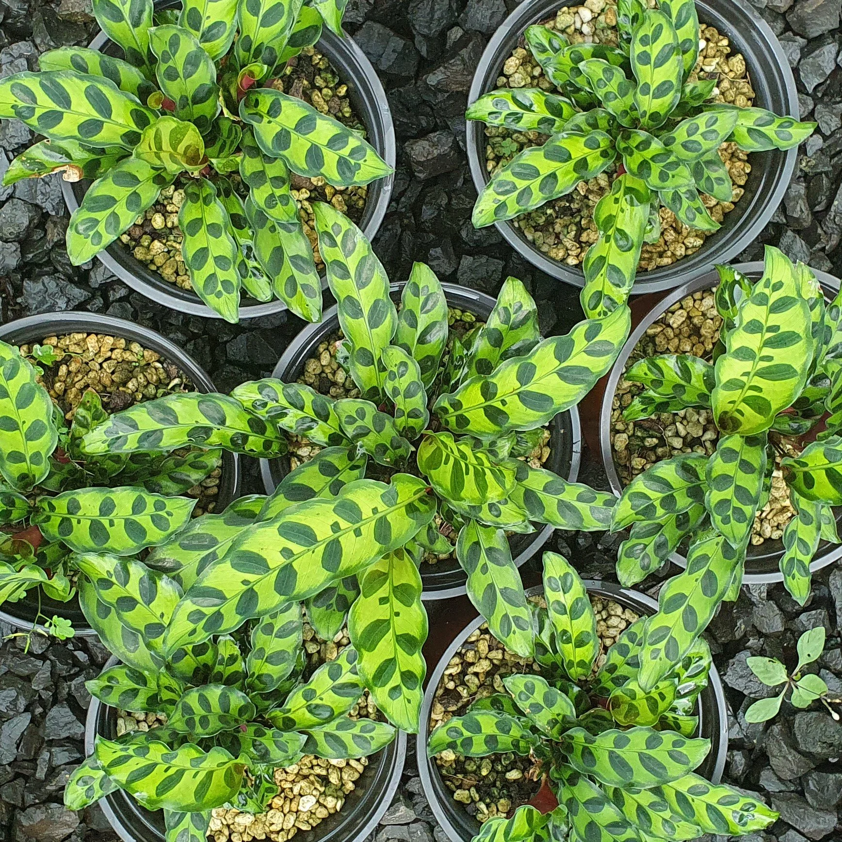 Calathea — Daradgee Wholesale Nursery