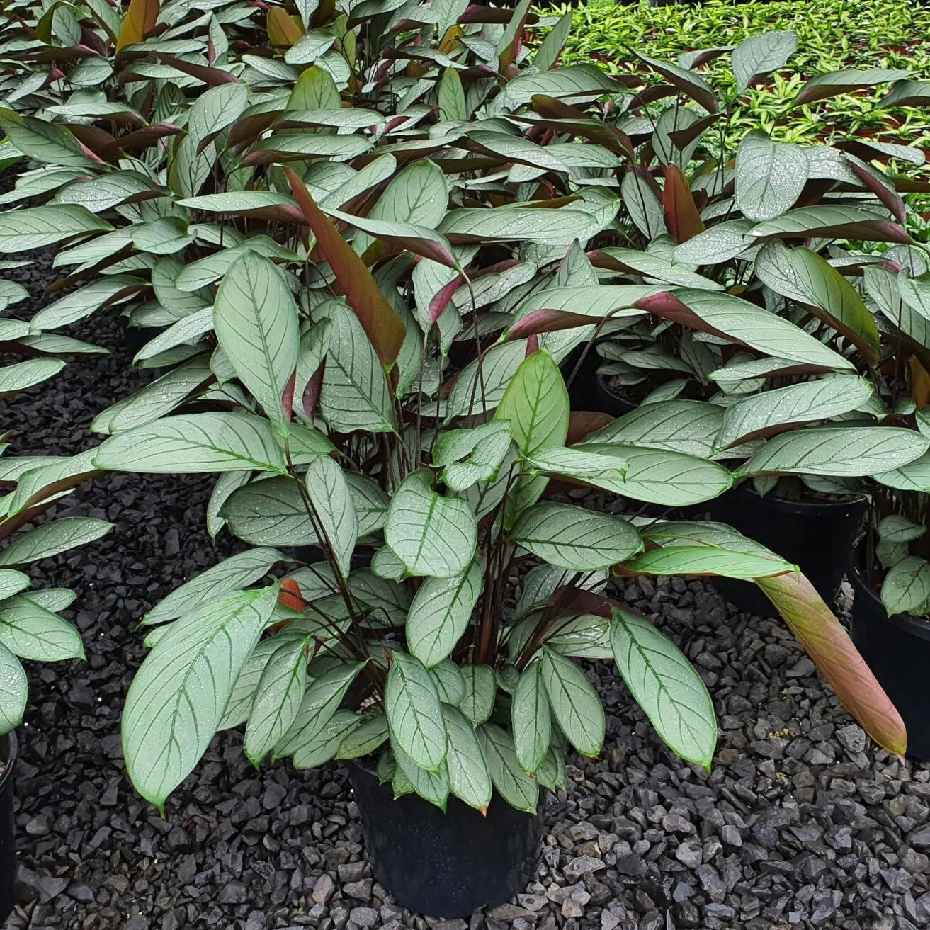 Ctenanthe Setosa — Daradgee Wholesale Nursery