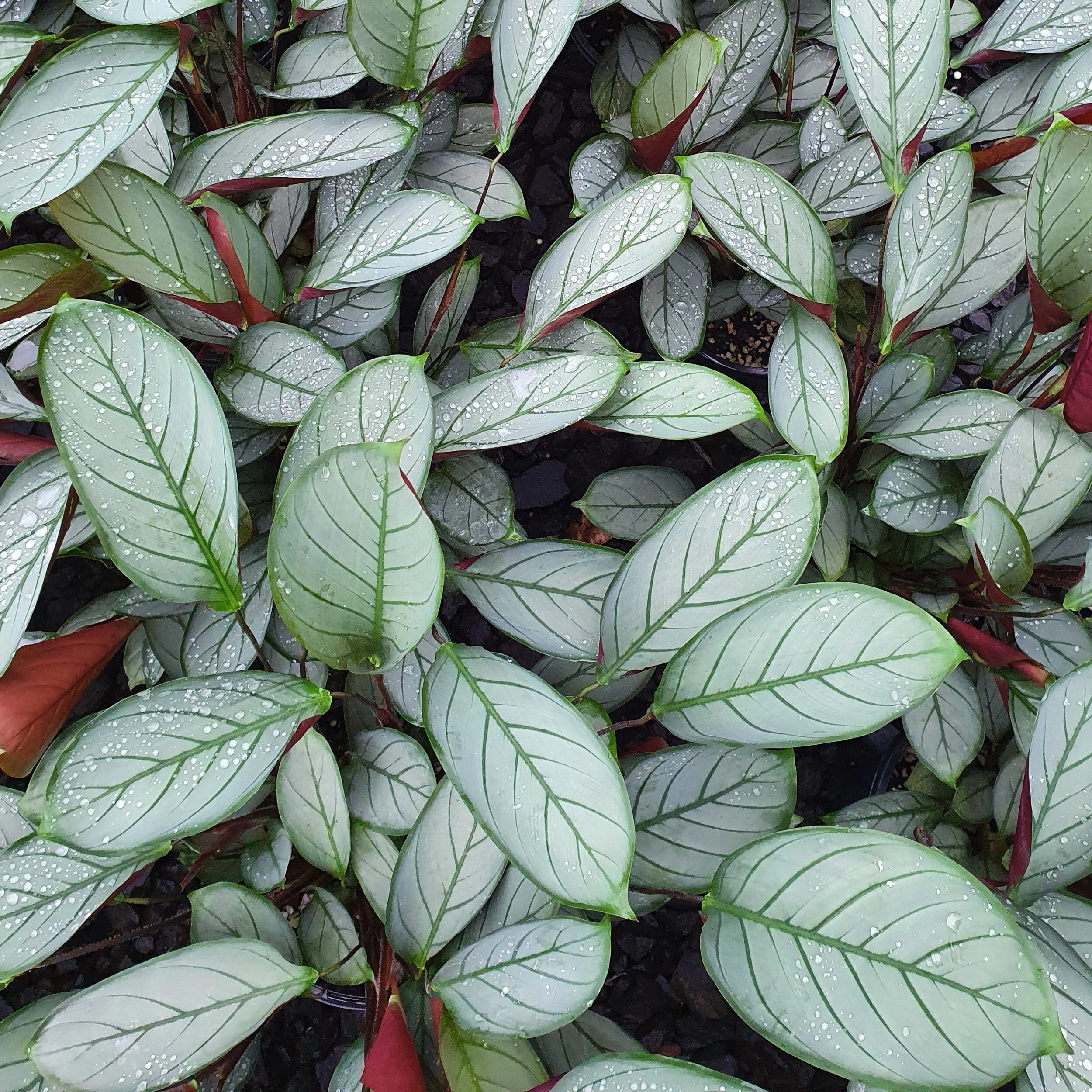 Ctenanthe Setosa — Daradgee Wholesale Nursery