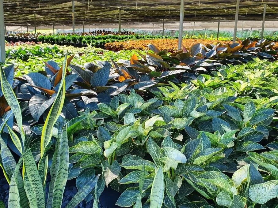 About Us — Daradgee Wholesale Nursery