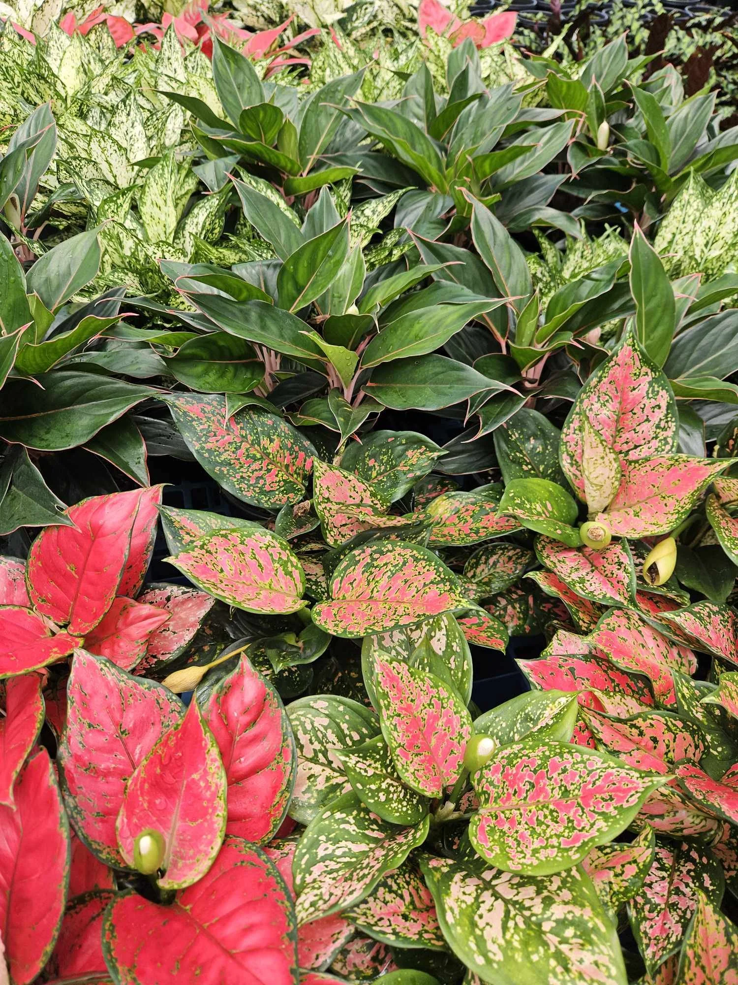 Plants — Daradgee Wholesale Nursery