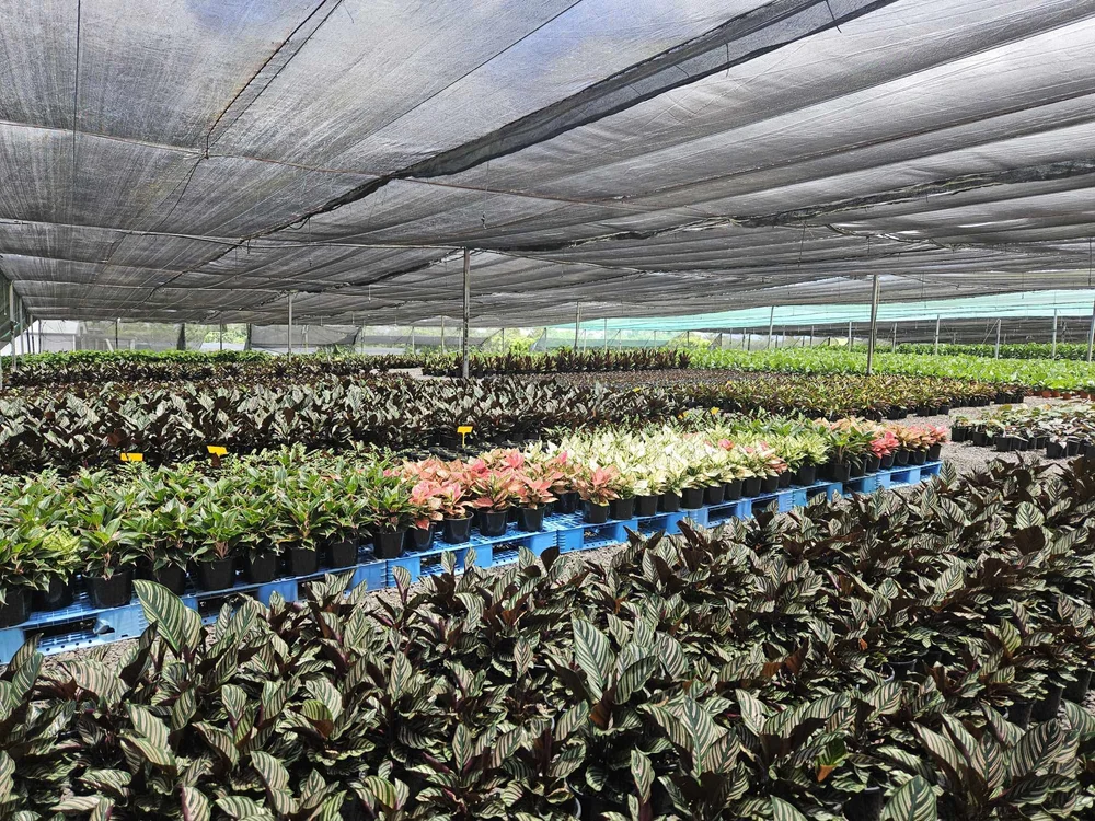 Daradgee Wholesale Nursery
