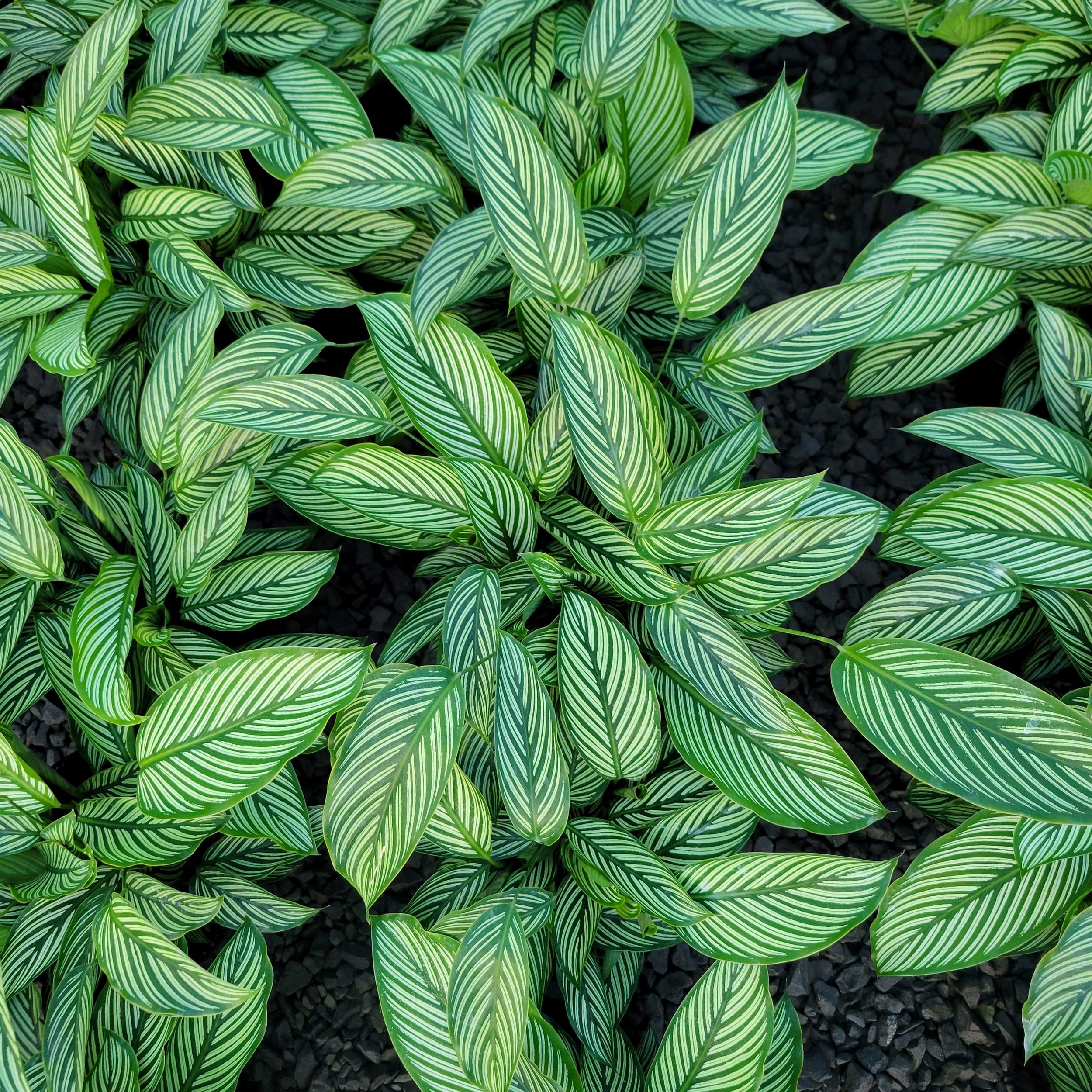 Calathea — Daradgee Wholesale Nursery