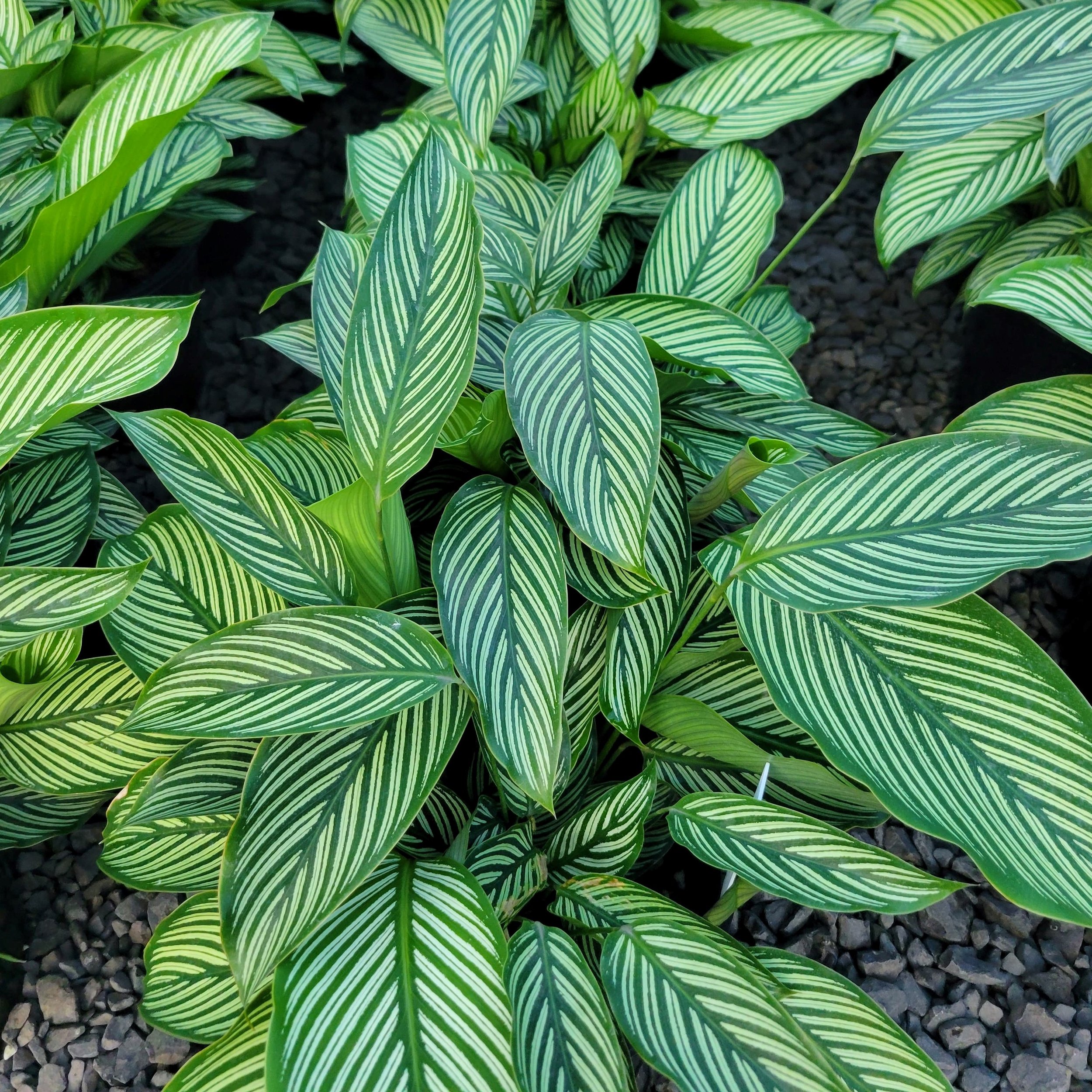 Calathea — Daradgee Wholesale Nursery