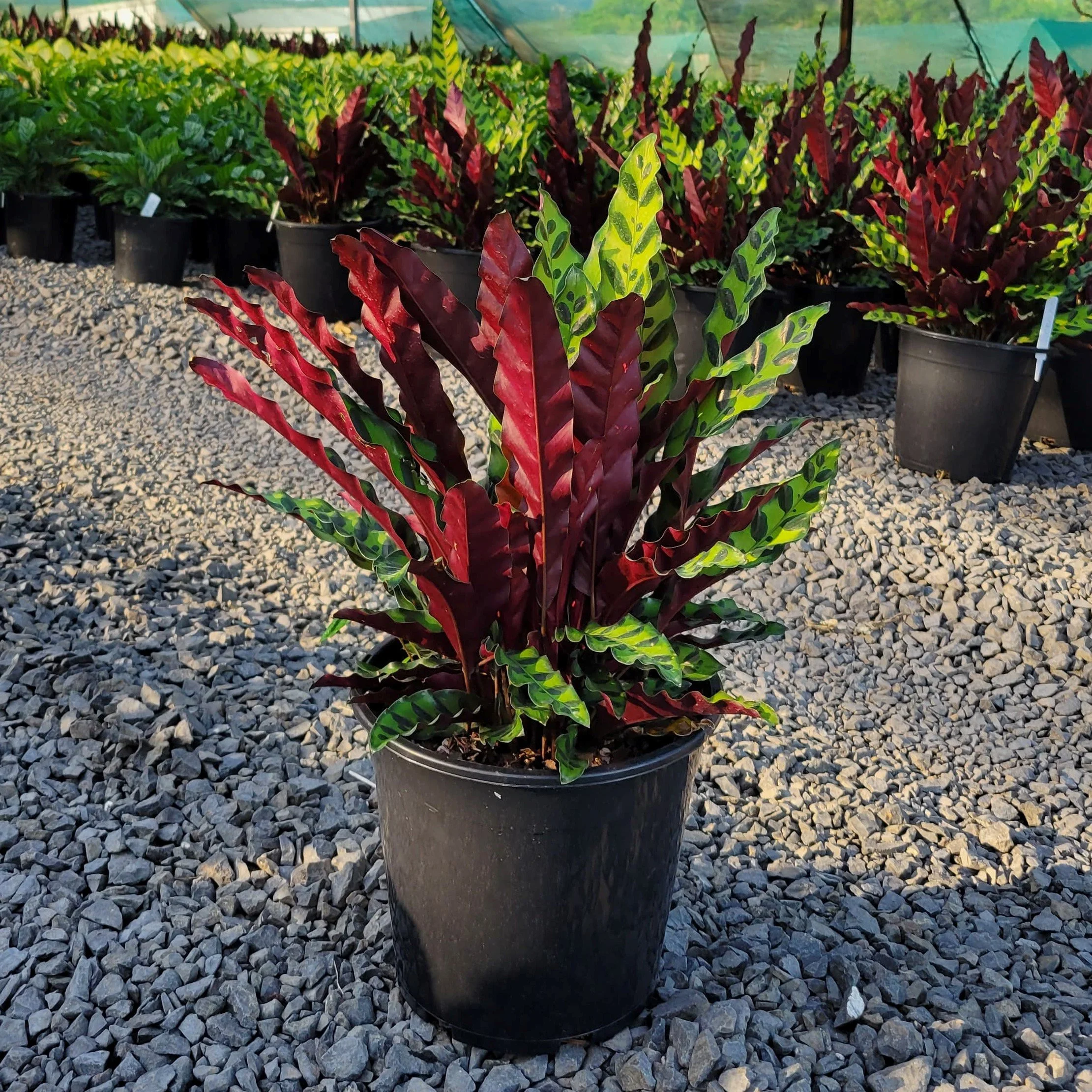 Calathea — Daradgee Wholesale Nursery