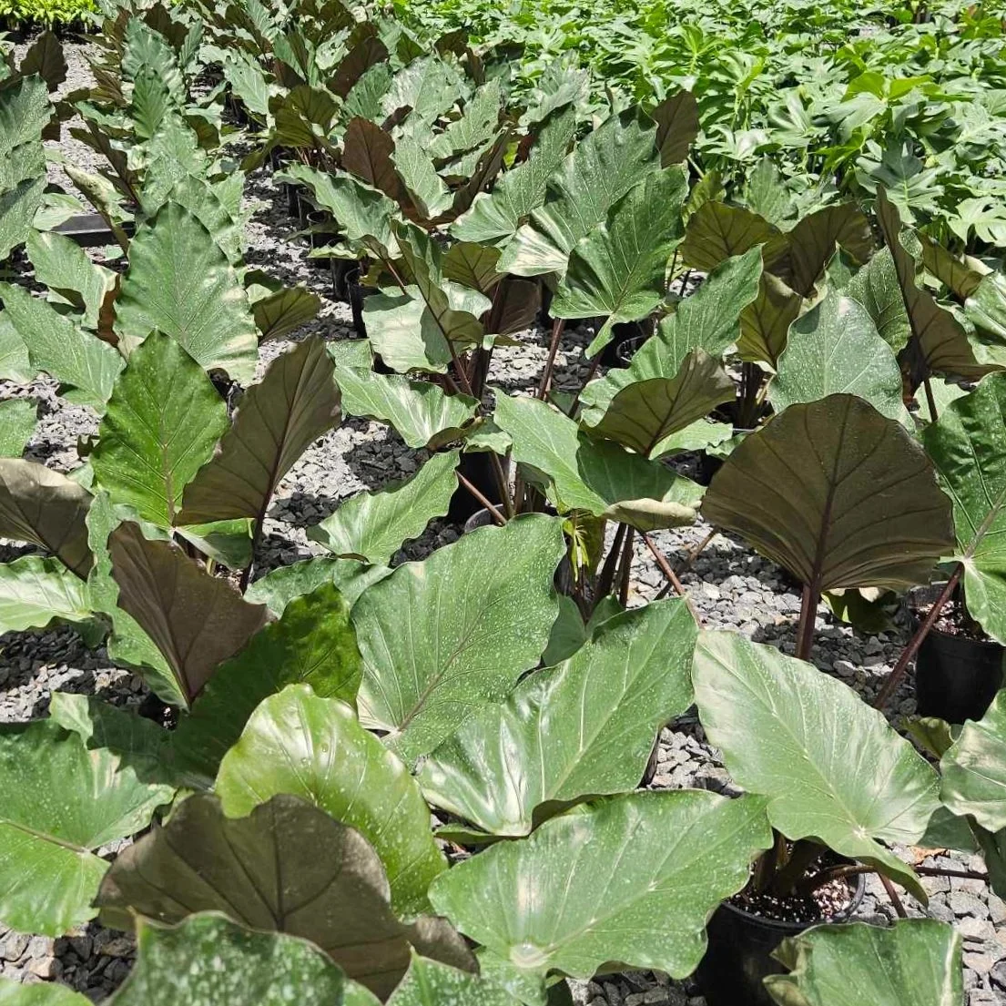 Alocasia Macrorrhiza — Daradgee Wholesale Nursery