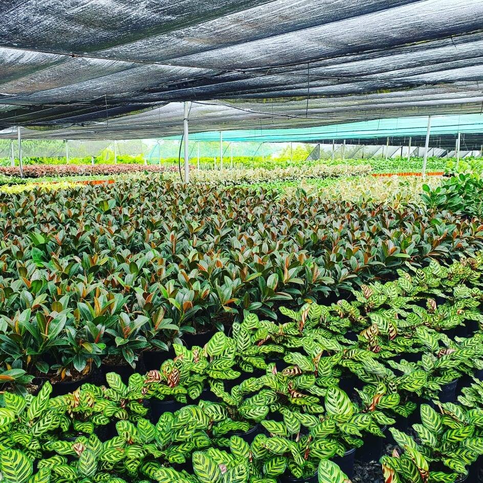 Gallery — Daradgee Wholesale Nursery