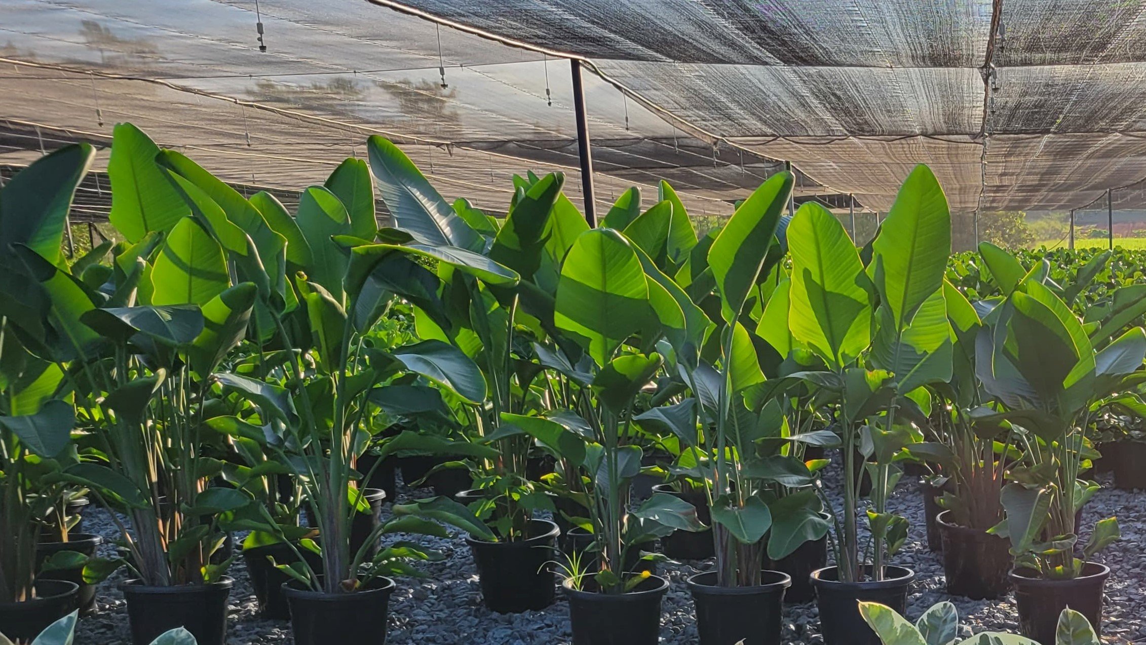 Plants — Daradgee Wholesale Nursery