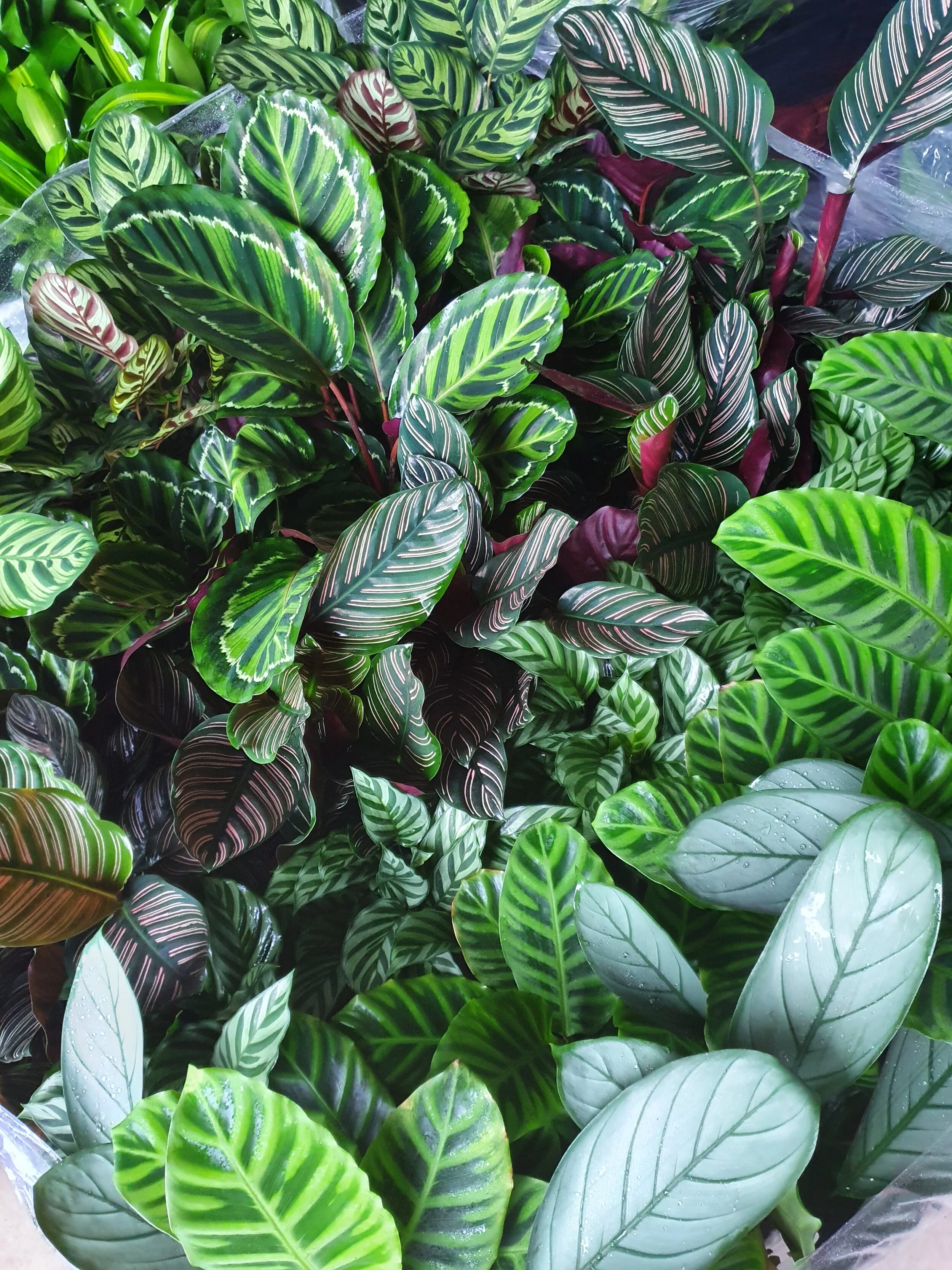 Gallery — Daradgee Wholesale Nursery