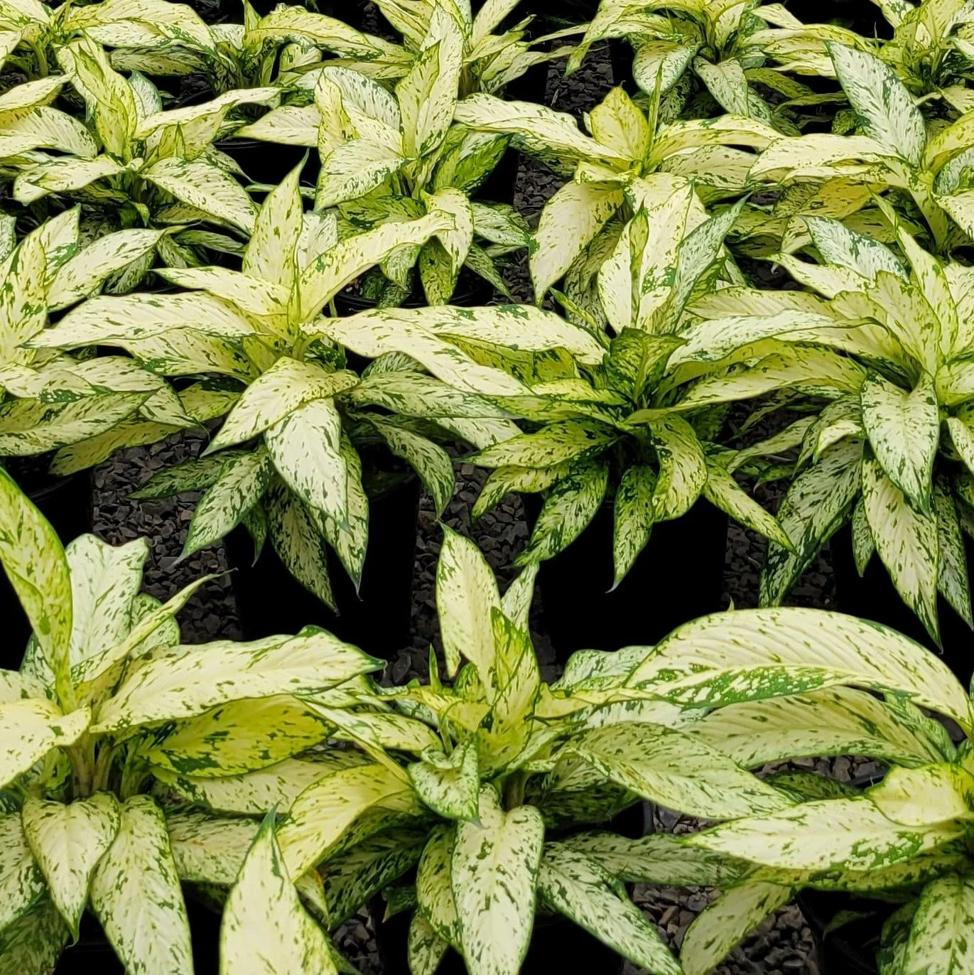 Diffenbachia — Daradgee Wholesale Nursery