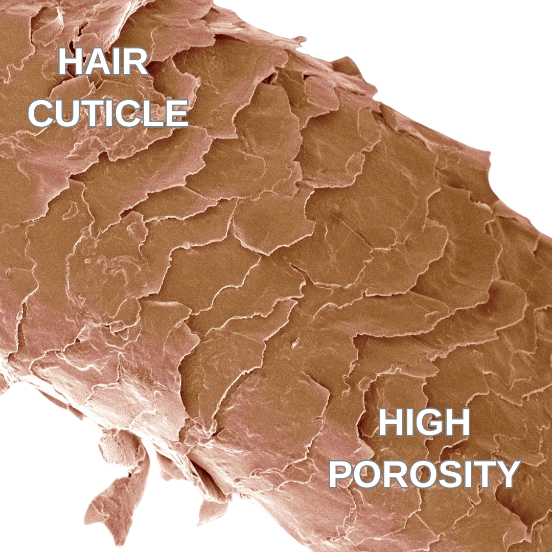 Hair Analysis For Lash Lift and Tint | InLei® Canada