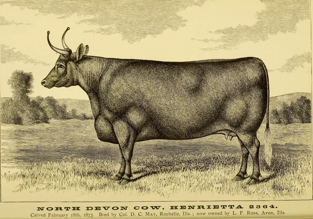 American Milking Devons — Eagles Landing Farm