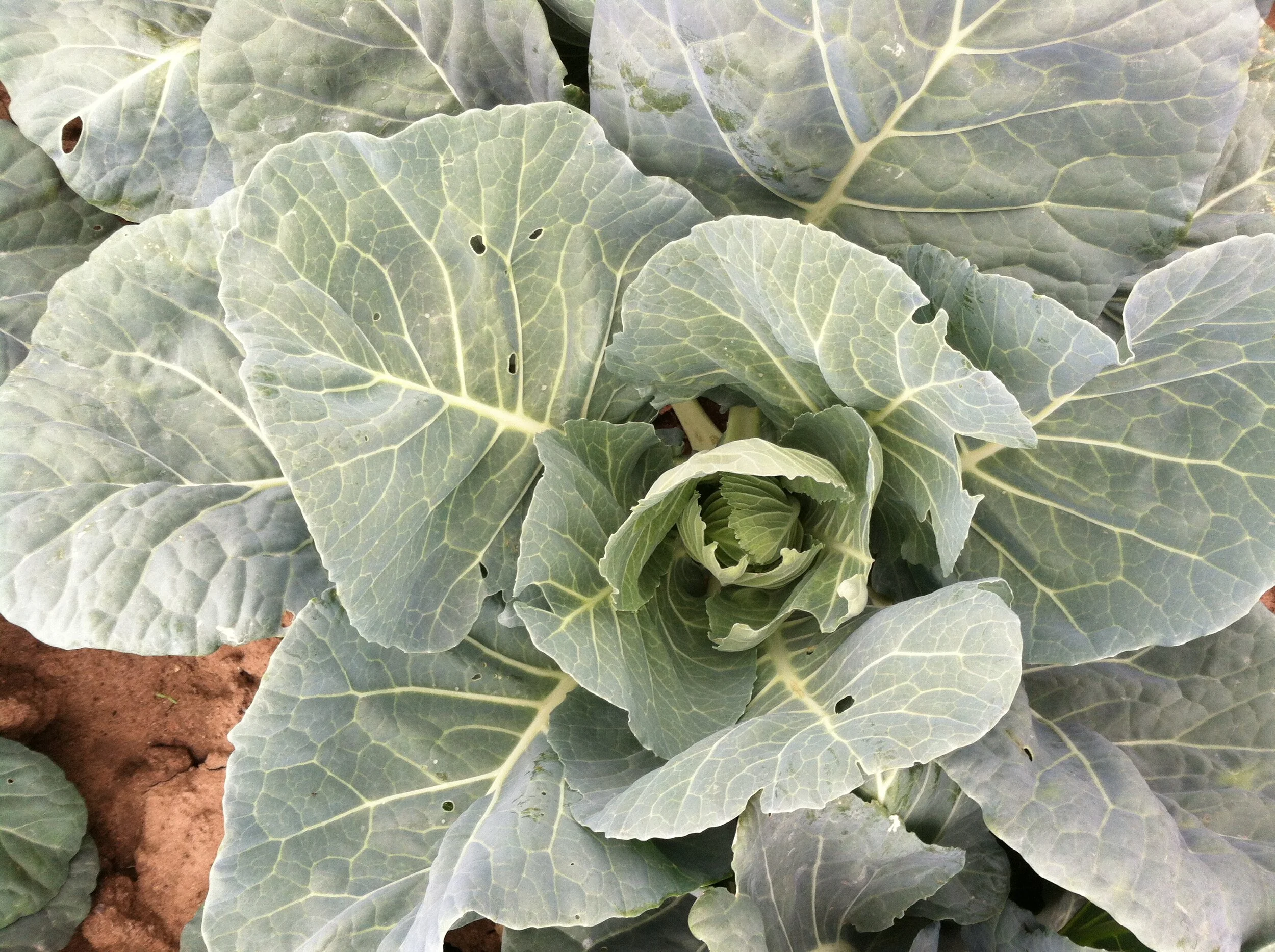 Monroe Family Farms LLC | Summer Shares | Colorado CSA — Monroe Family ...