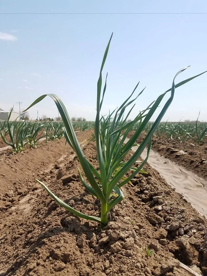 Our Story — Monroe Family Farms LLC