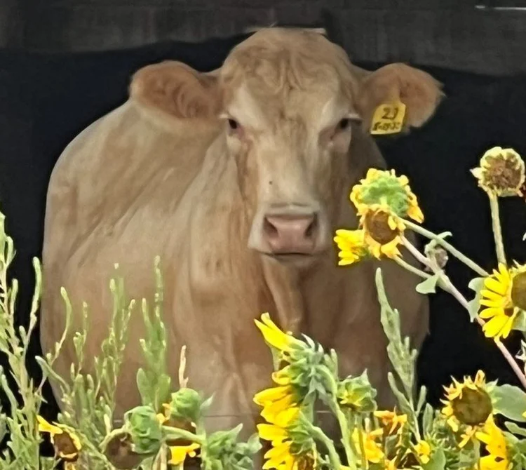 Monroe Organic Farms LLC | CSA Add-Ons | Colorado CSA — Monroe Organic ...