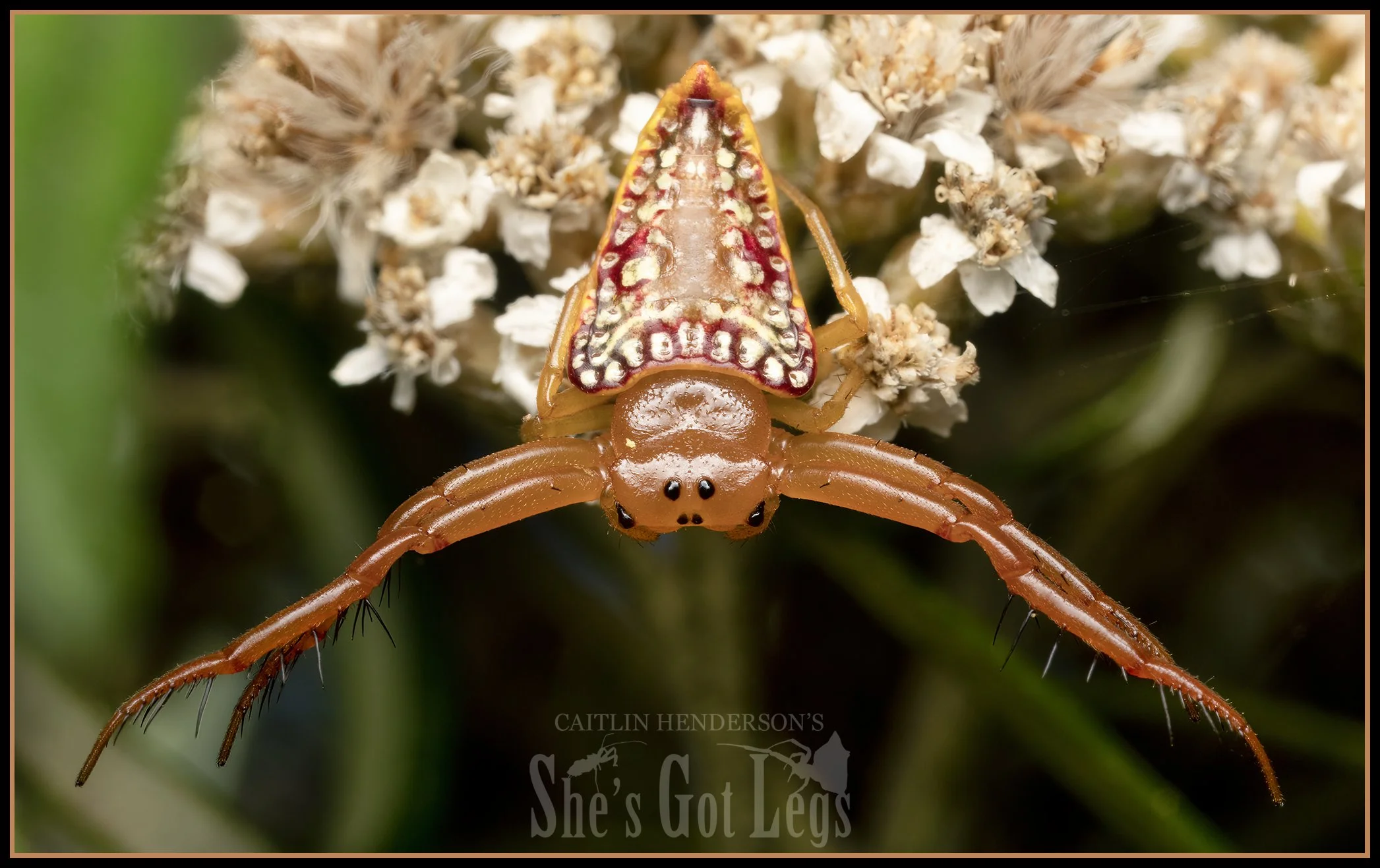 Arkyidae — Caitlin Henderson's She's Got Legs