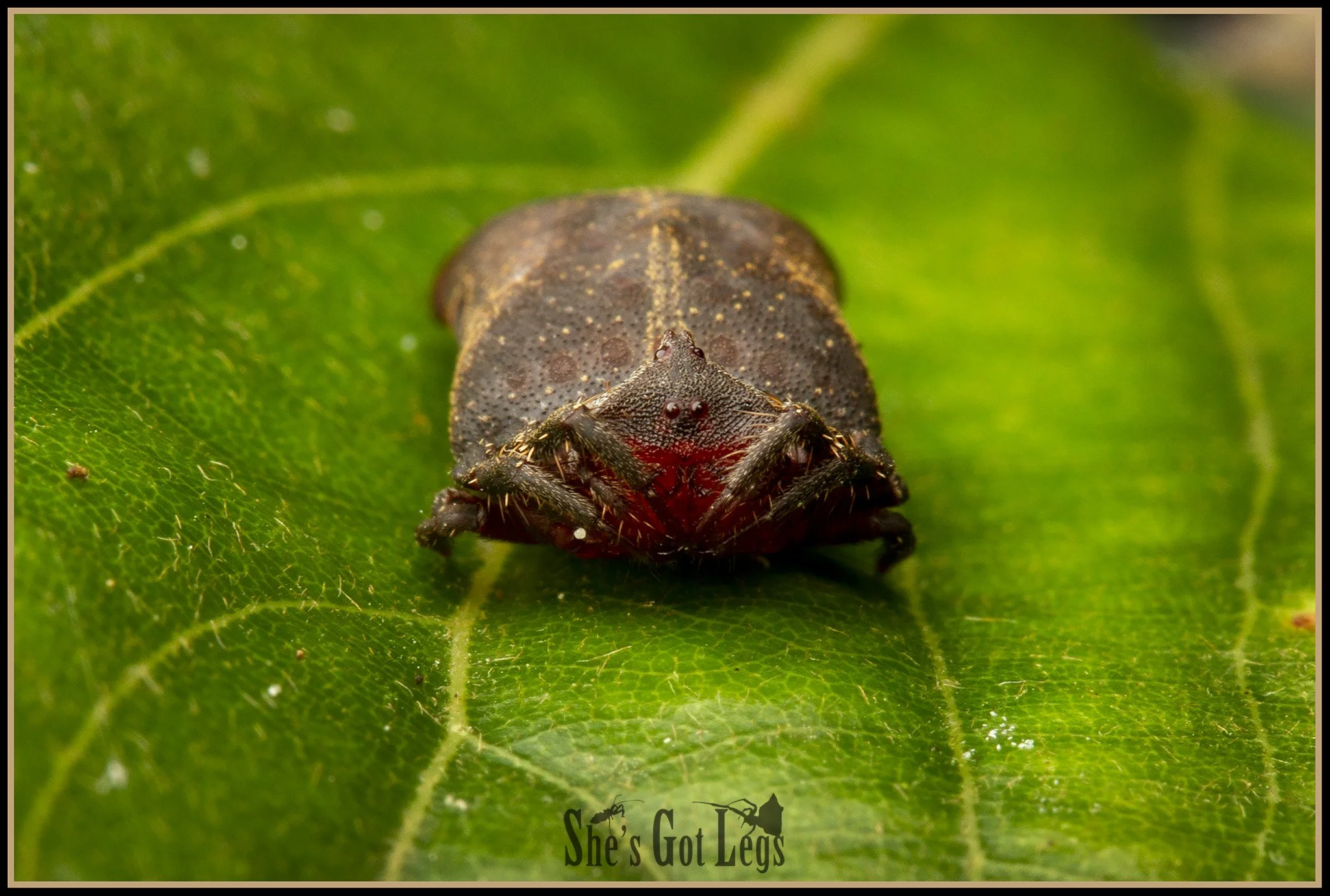 Arkyidae — Caitlin Henderson's She's Got Legs