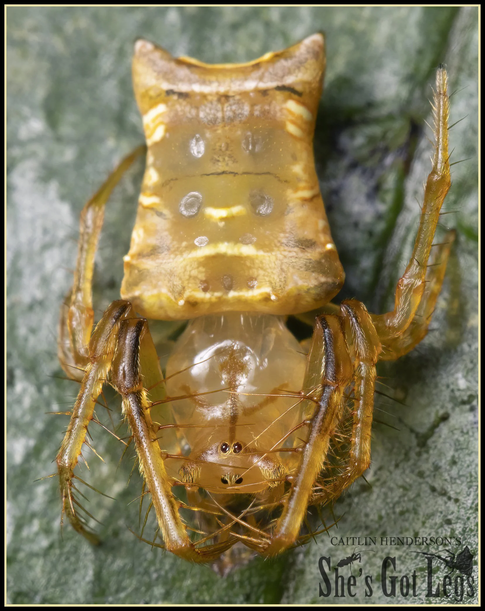 Arkyidae — Caitlin Henderson's She's Got Legs