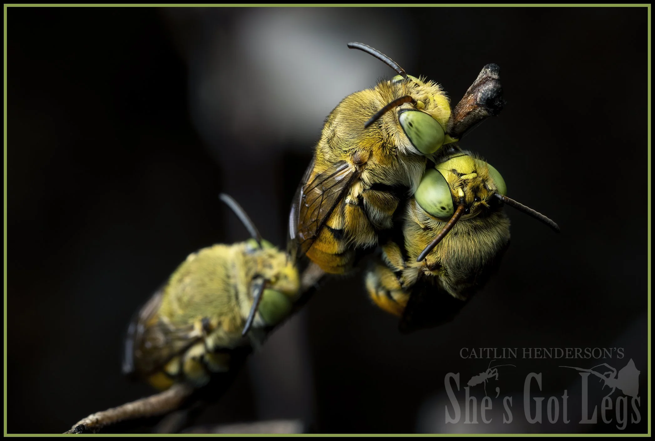 Ants, bees and wasps (Hymenoptera) — Caitlin Henderson's She's Got Legs