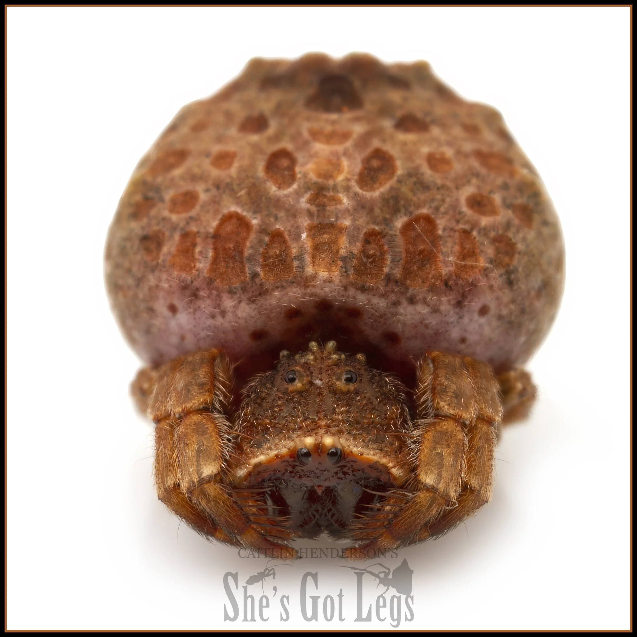 Arkyidae — Caitlin Henderson's She's Got Legs