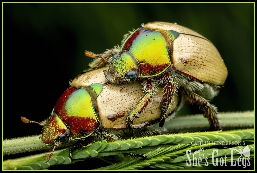 Beetles (Coleoptera) — Caitlin Henderson's She's Got Legs