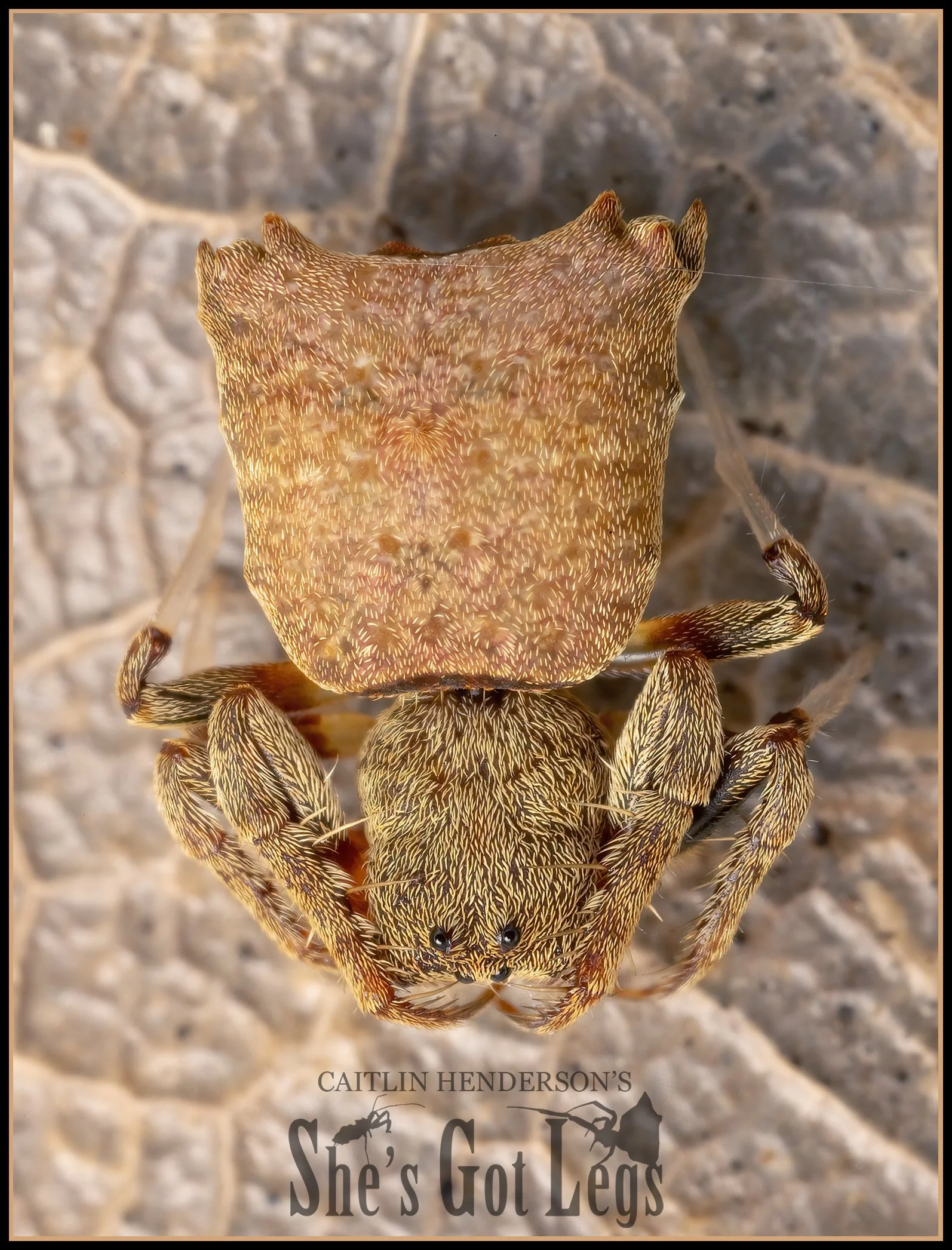 Arkyidae — Caitlin Henderson's She's Got Legs