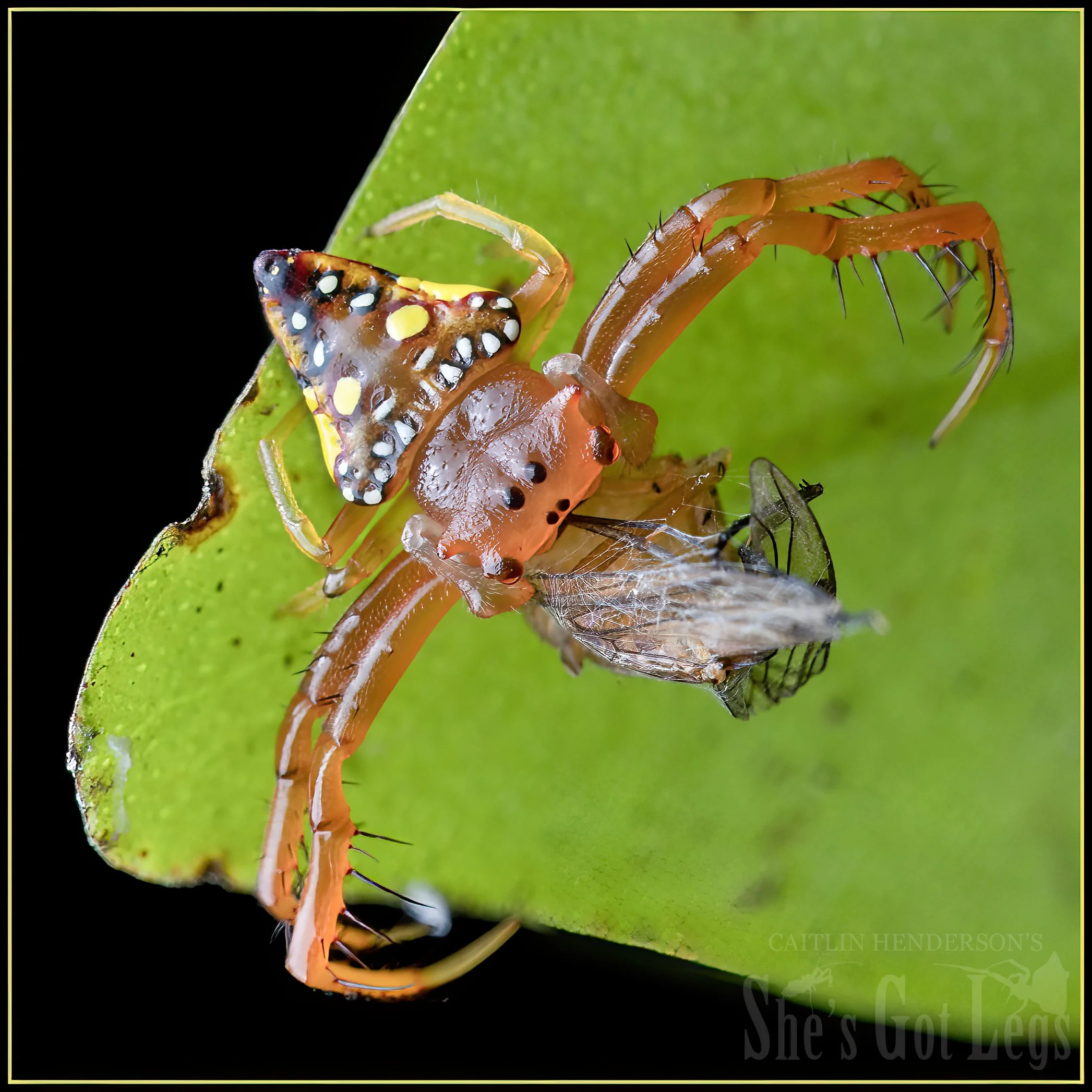 Arkyidae — Caitlin Henderson's She's Got Legs