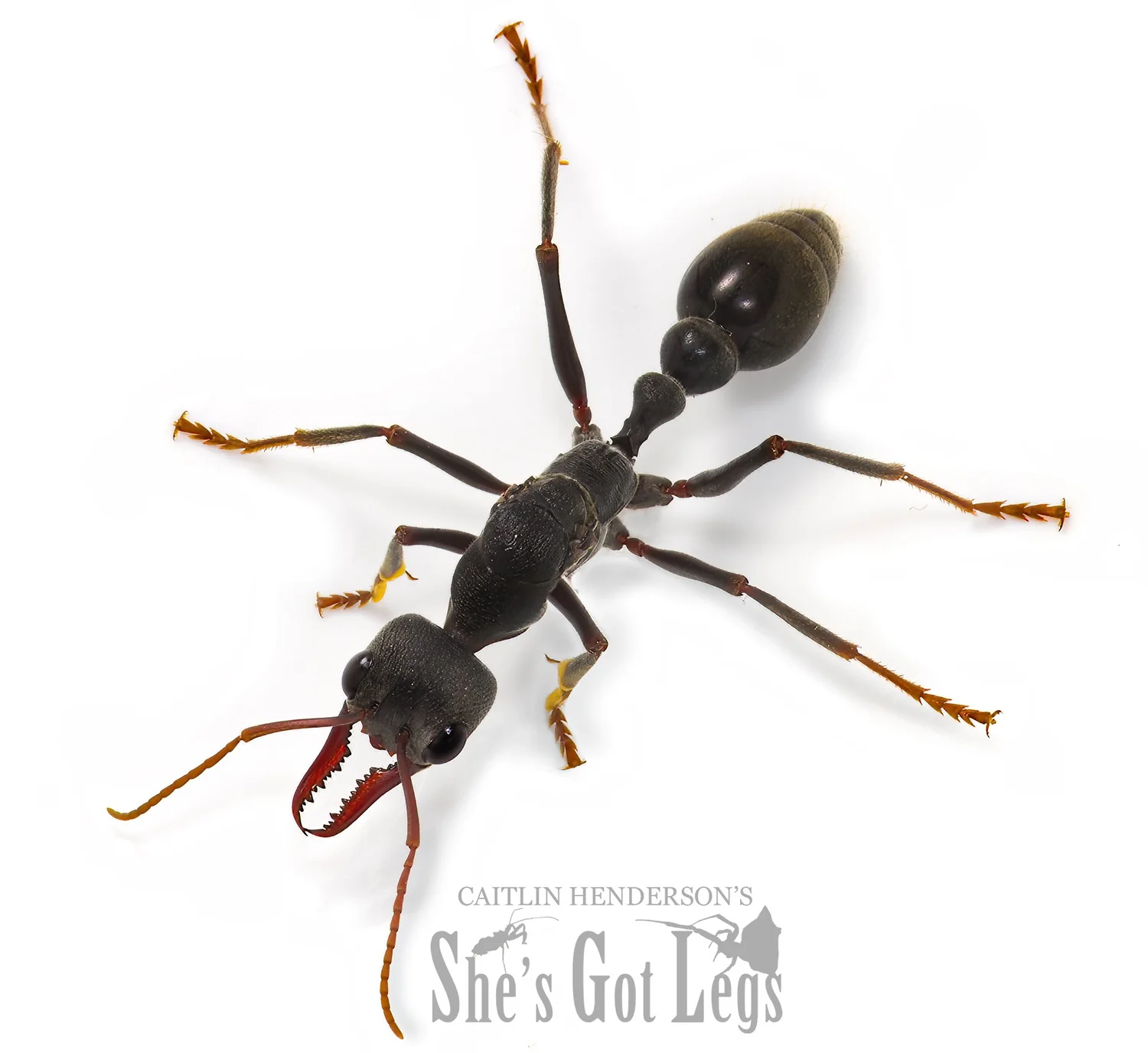 Ants, bees and wasps (Hymenoptera) — Caitlin Henderson's She's Got Legs