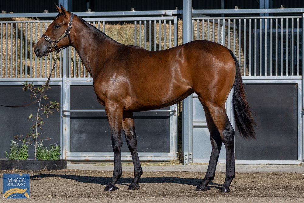 Racehorse shares | Yearling Shares — JKB Racing