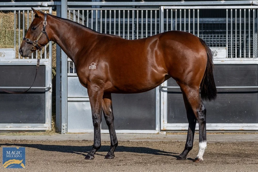 Racehorse shares | Yearling Shares — JKB Racing