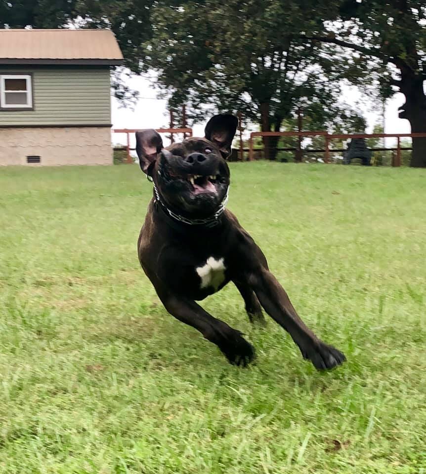 Ozark Canine Academy