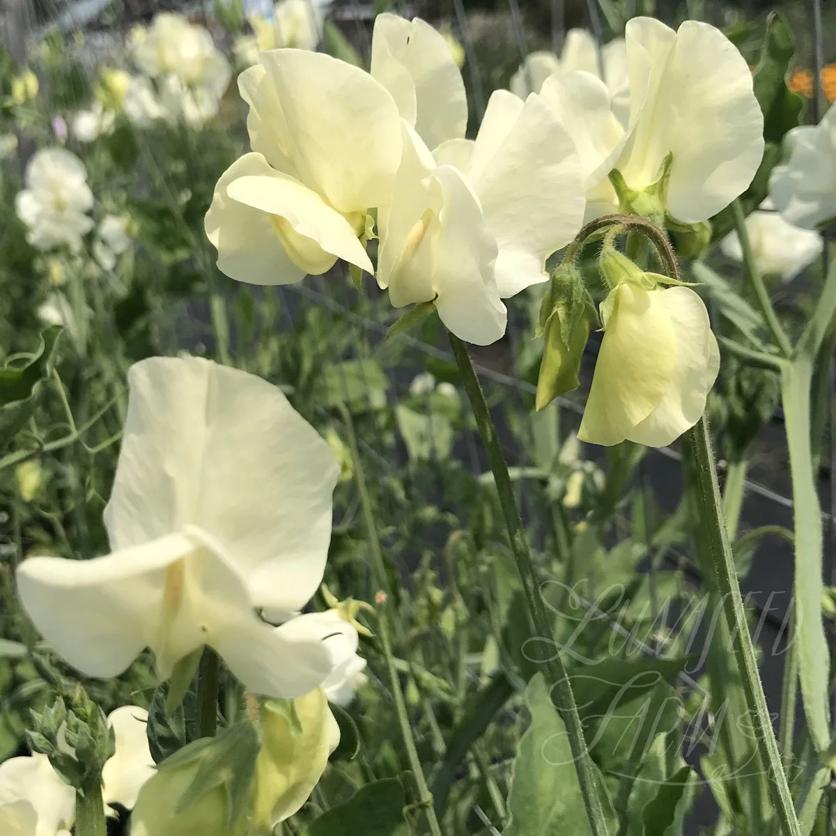 Sweet Pea Seeds — Lunaseed Farm