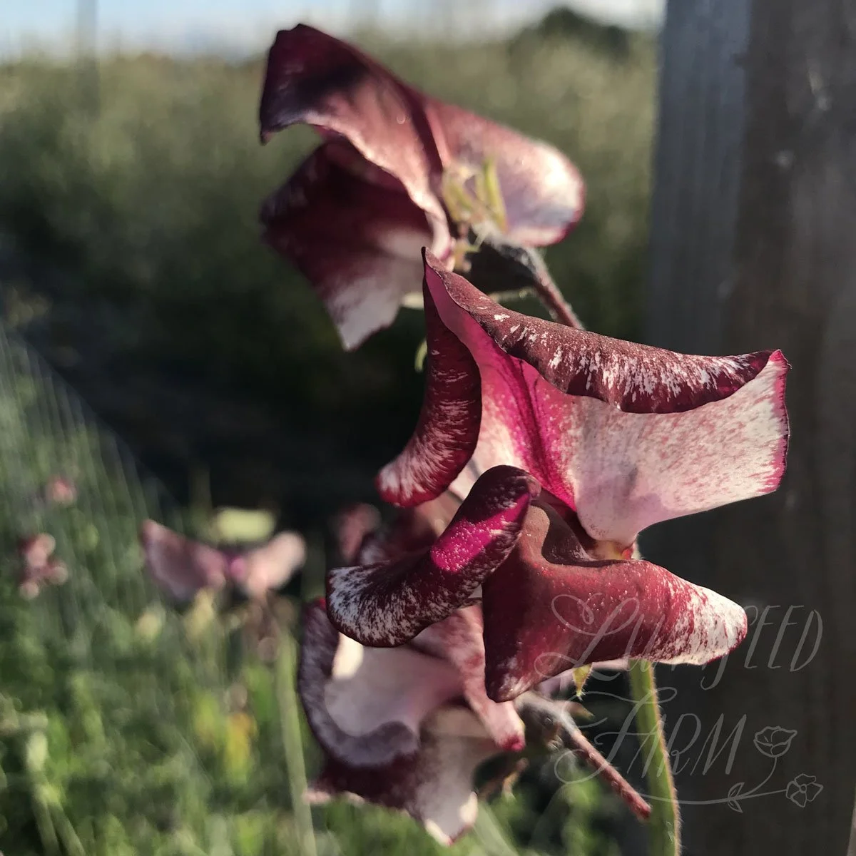 Sweet Pea Seeds — Lunaseed Farm