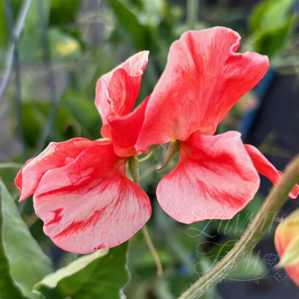 Sweet Pea Seeds — Lunaseed Farm