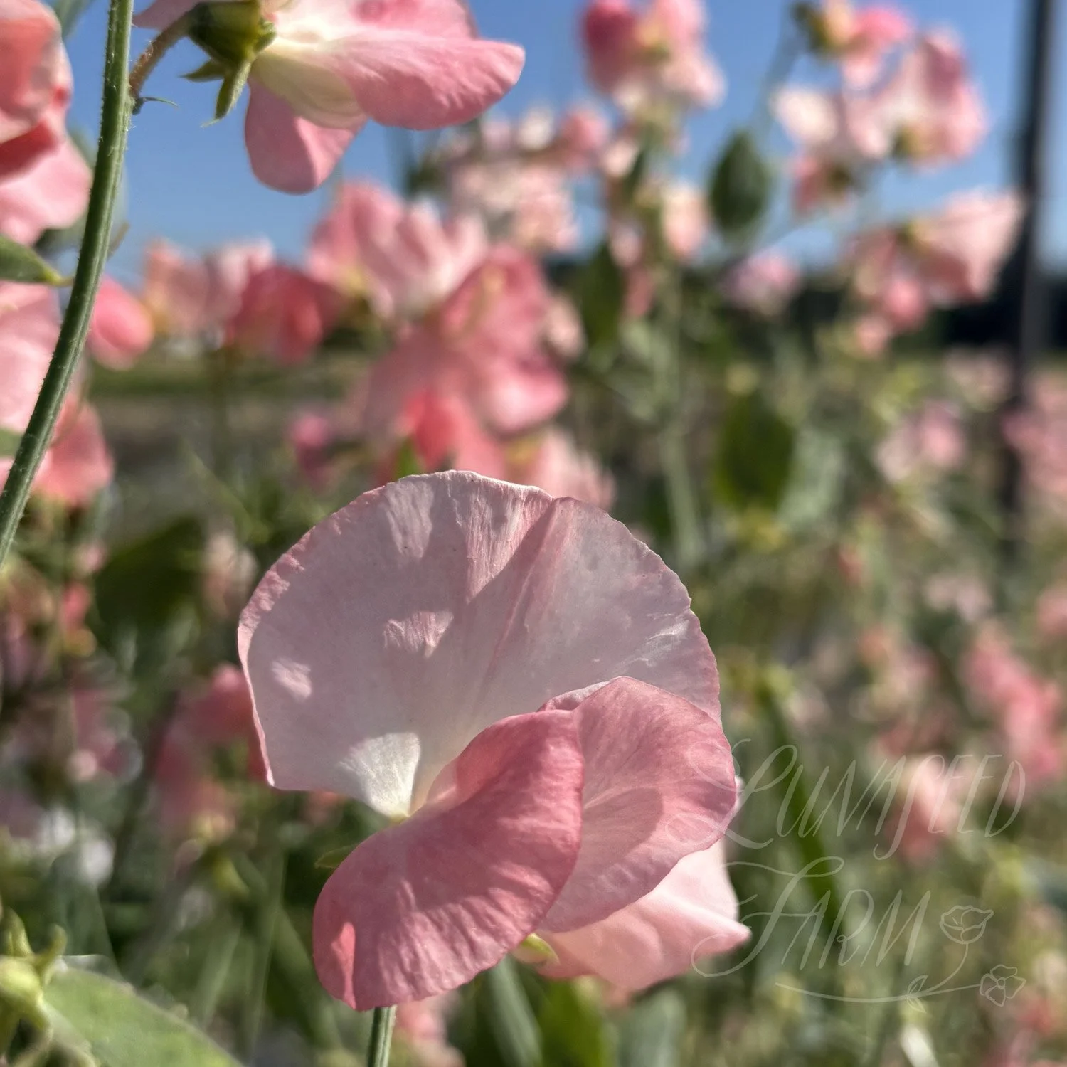 Sweet Pea Seeds — Lunaseed Farm
